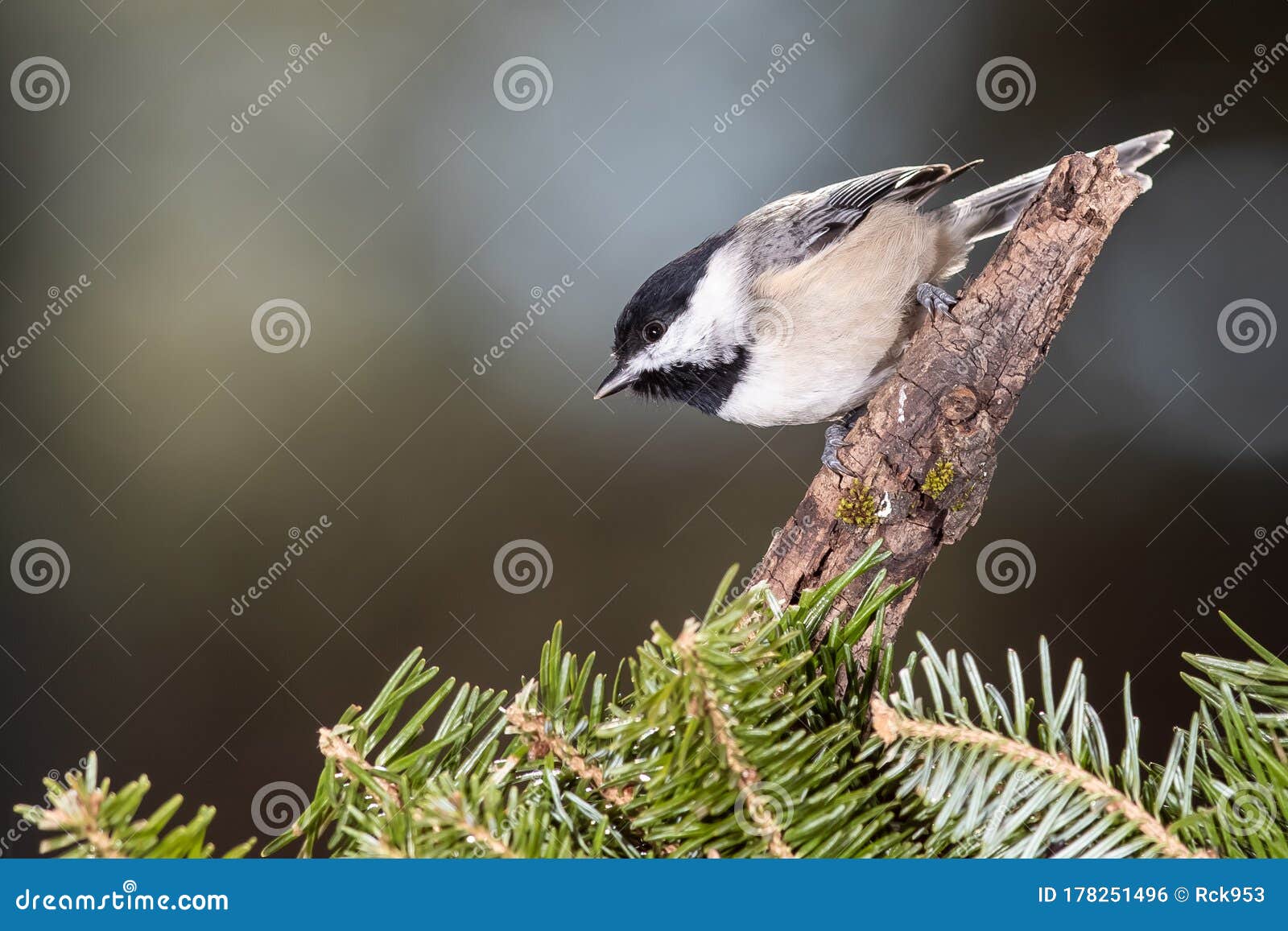 Carolina Chickadee Perched in an Evergreen Tree Stock Photo - Image of ...