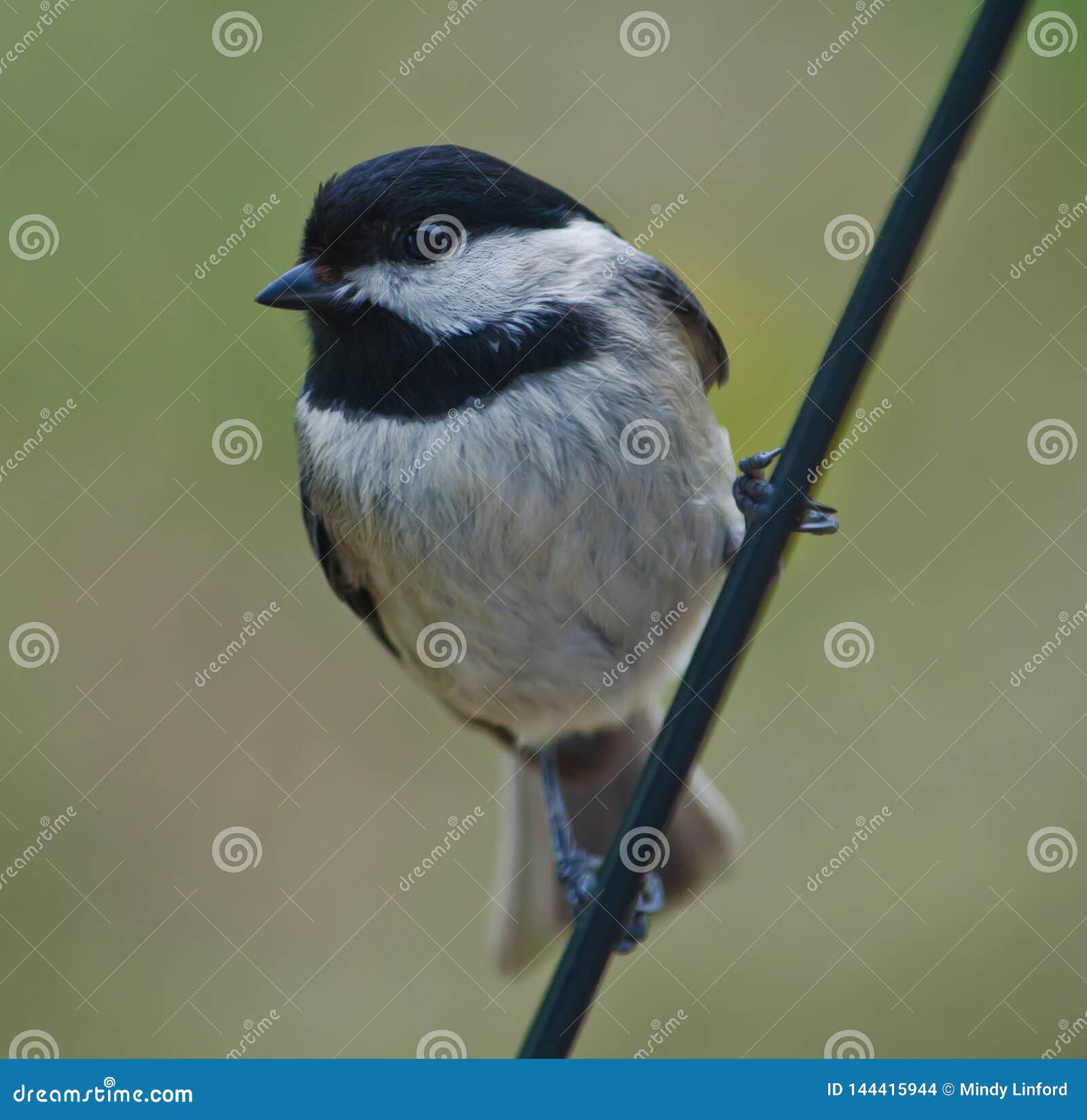 Carolina Chickadee Perched stock photo. Image of feather - 144415944