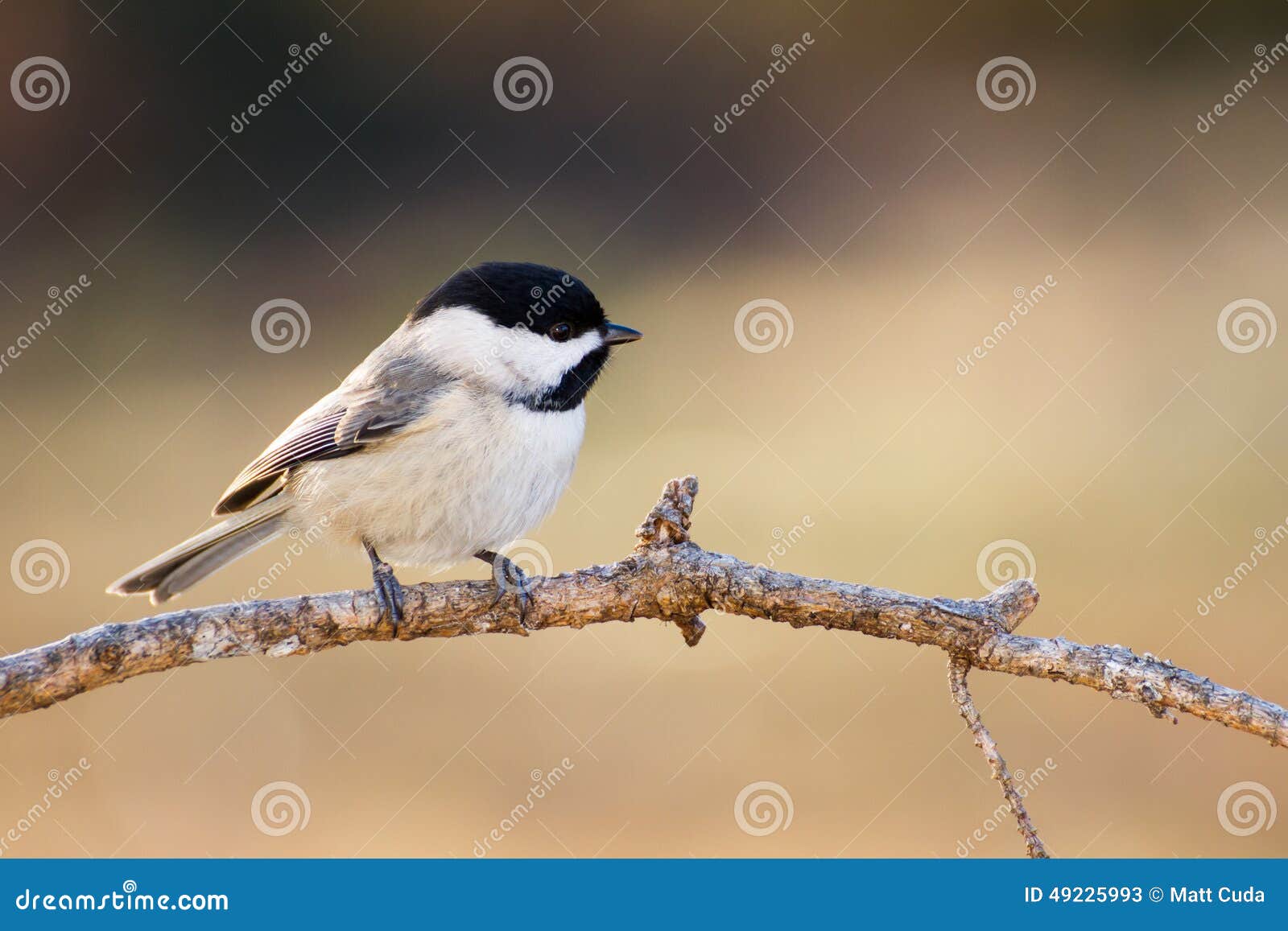 Carolina Chickadee stock image. Image of avian, black - 49225993