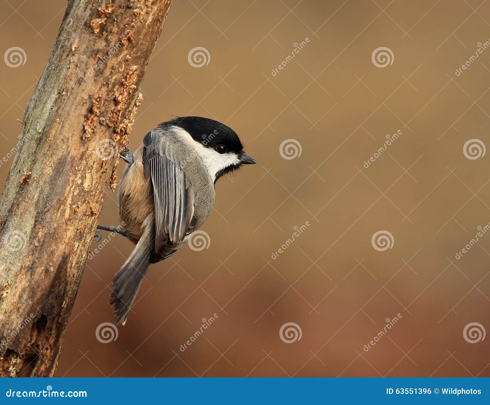 Carolina Chickadee stock photo. Image of branch, feather - 63551396