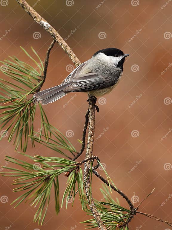 Carolina Chickadee on Pine Branch Stock Photo - Image of birdwatching ...