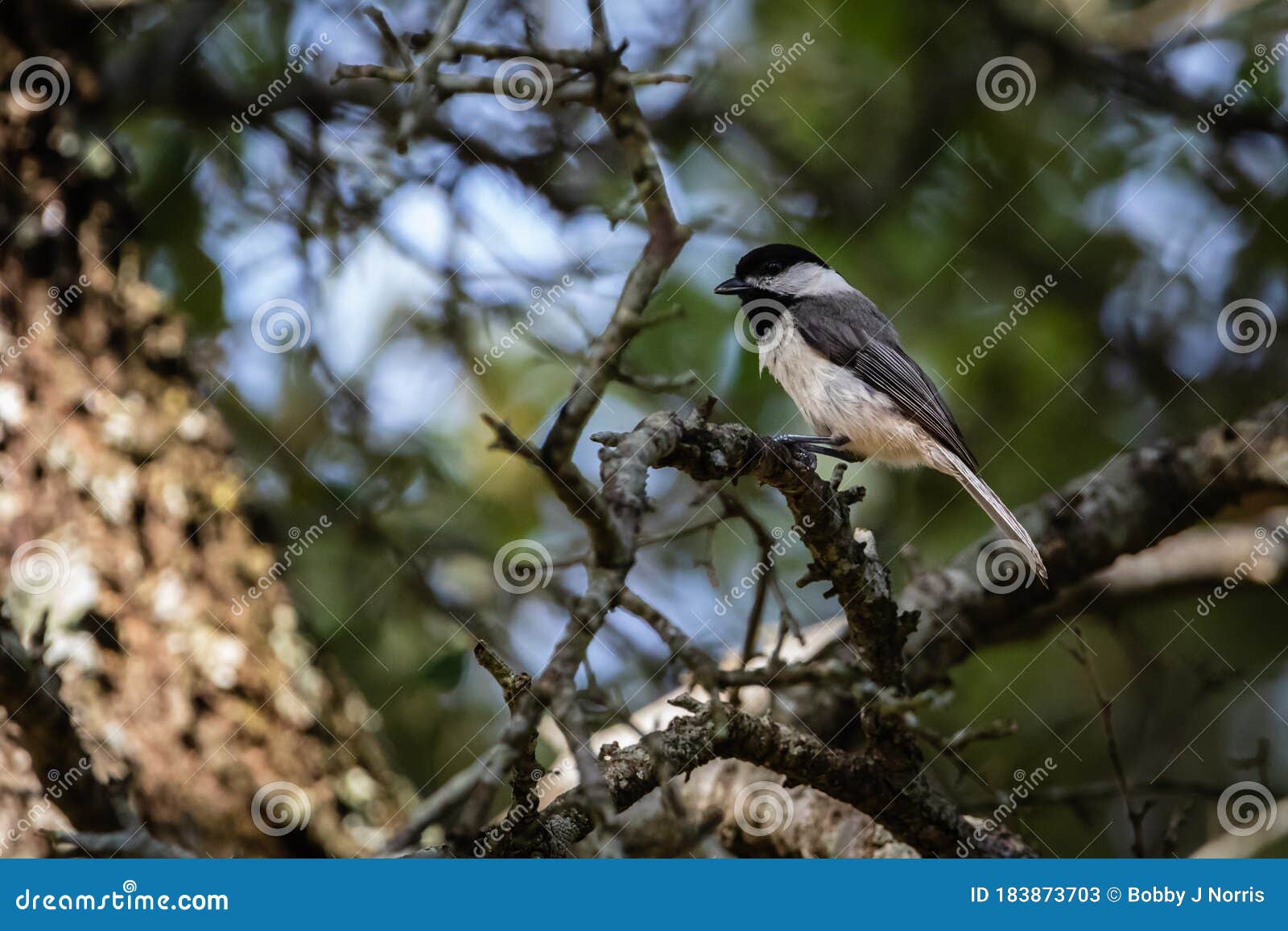 Carolina Chickadee Resting on an Oak Branch Stock Image - Image of bird ...