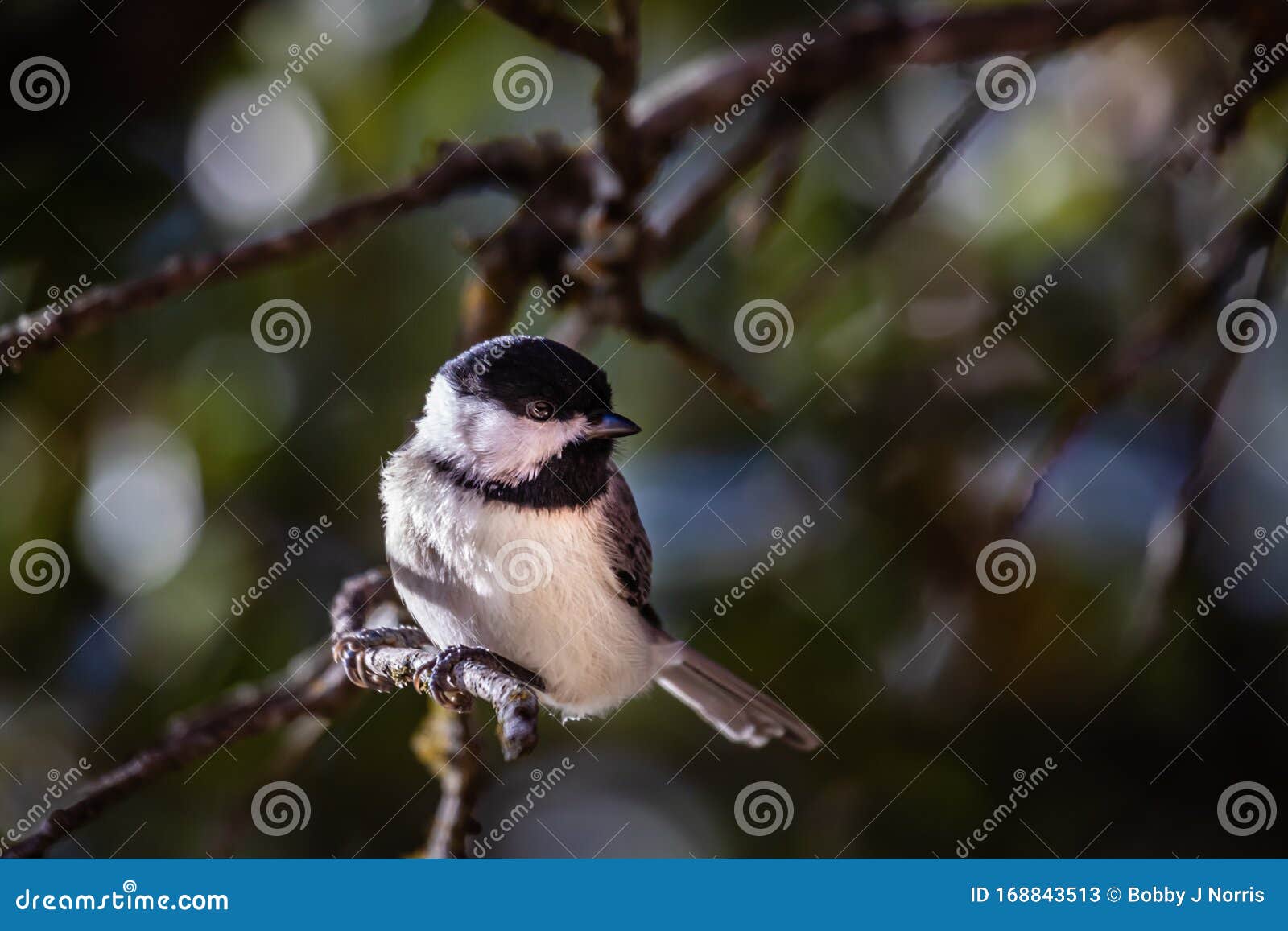 Carolina Chickadee Resting on a Texas Live Oak Tree Stock Image - Image ...