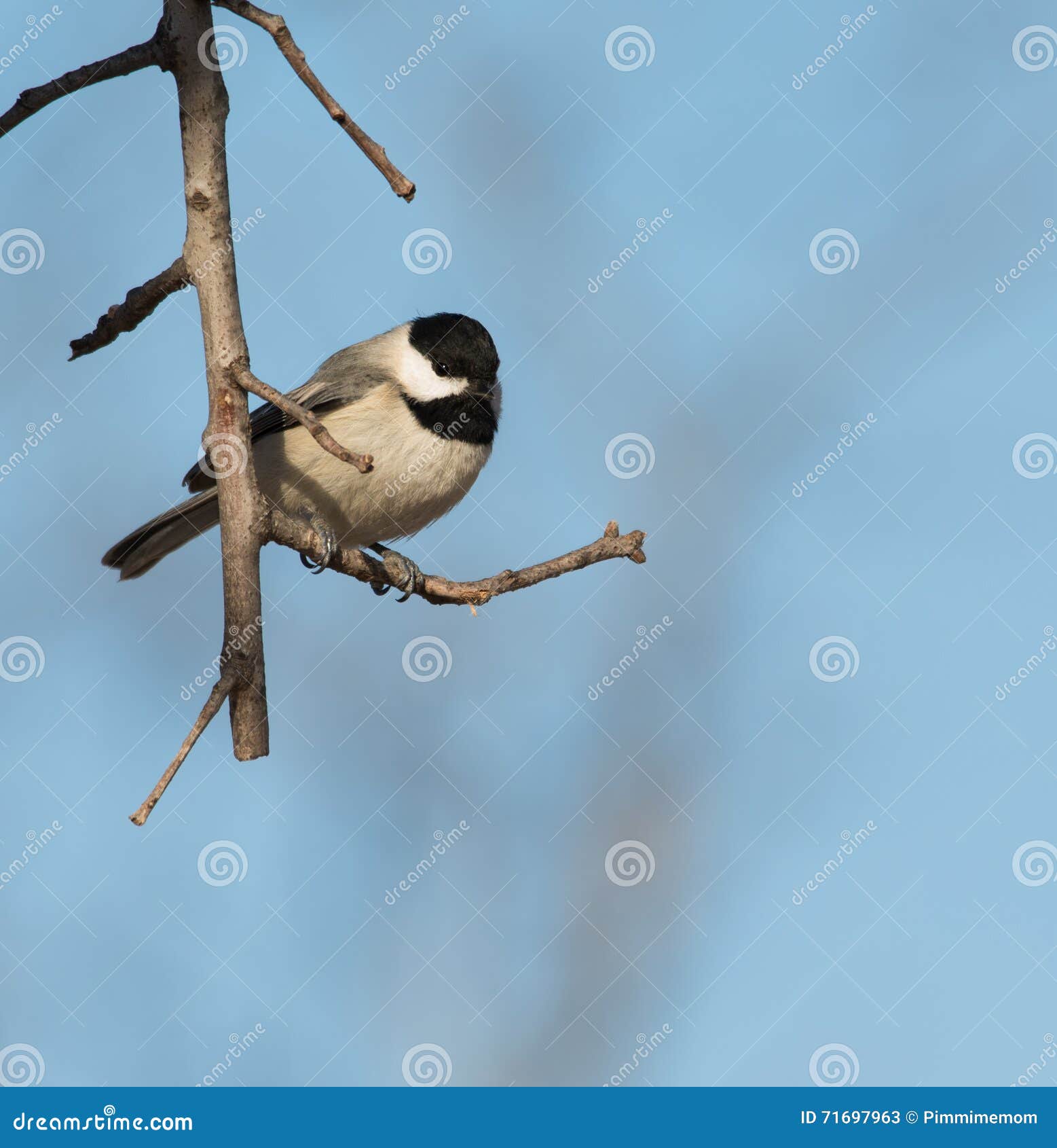 Carolina Chickadee Sitting on an Oak Branch Stock Image - Image of gray ...