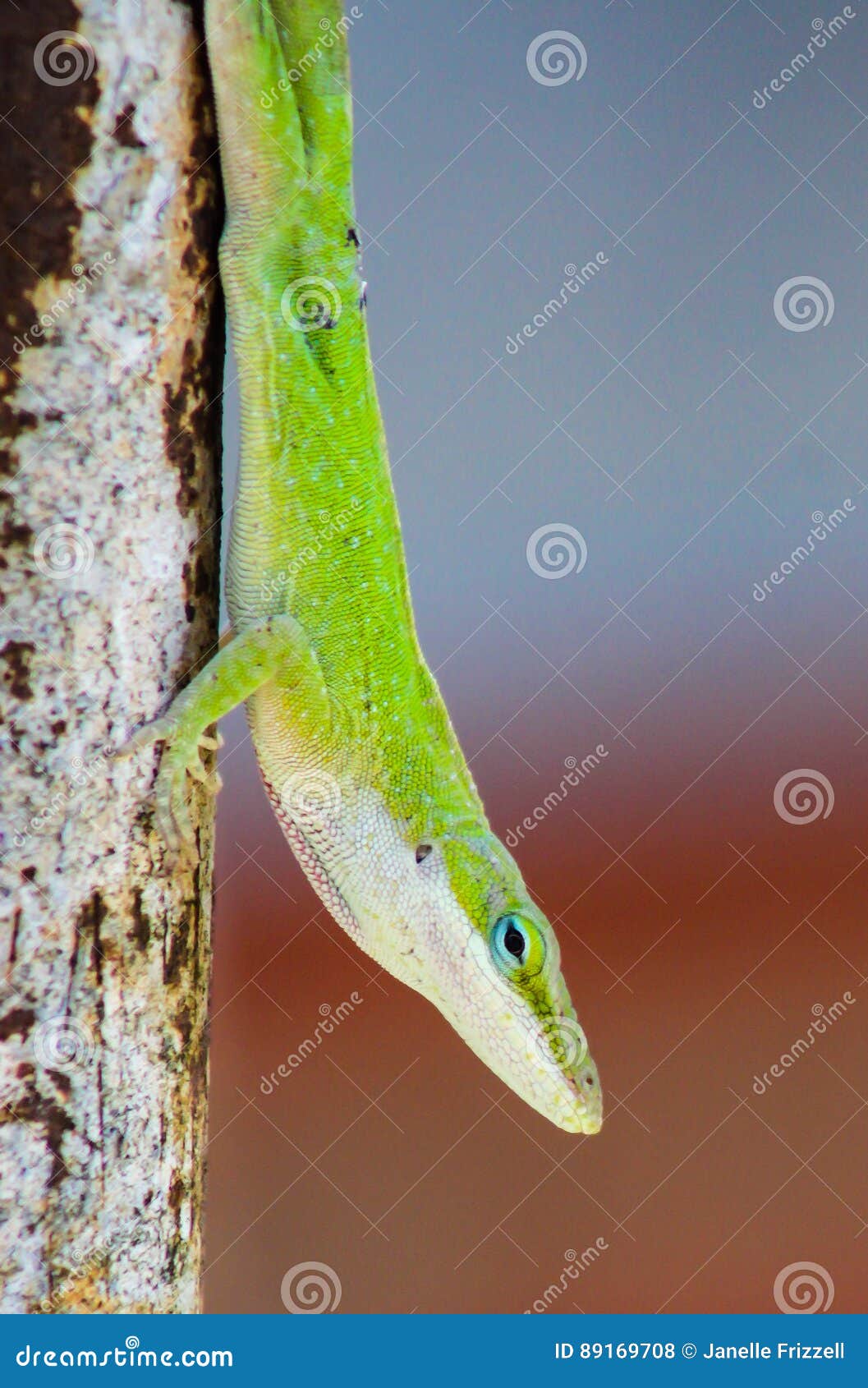 Carolina Green Anole Gecko Lizard Stock Photo - Image of arboreal ...