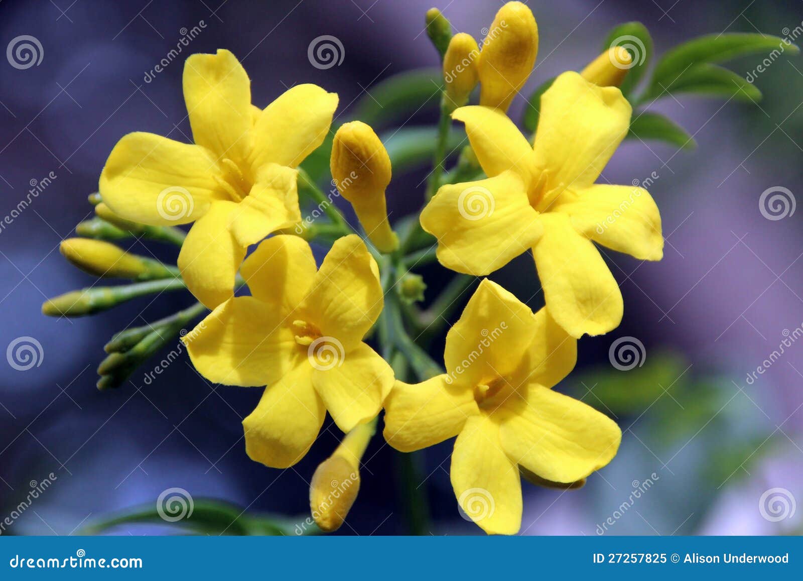 Carolina Jasmine Flowers Royalty-Free Stock Photography | CartoonDealer ...