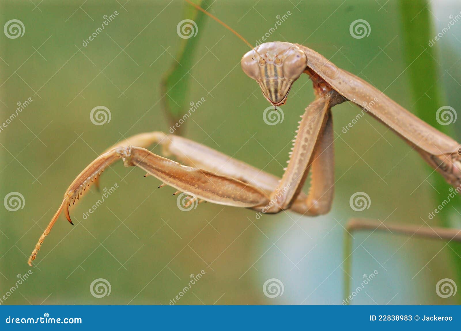 Carolina Mantis stock image. Image of mantis, facial - 22838983