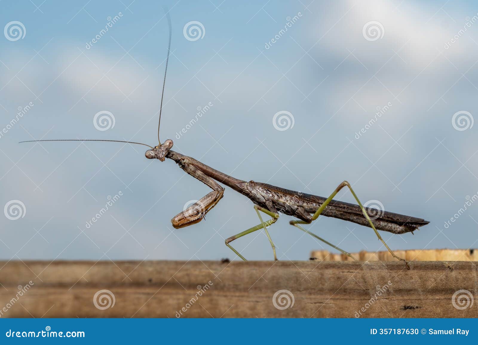Carolina Mantis On Fence Stock Image | CartoonDealer.com #202722967