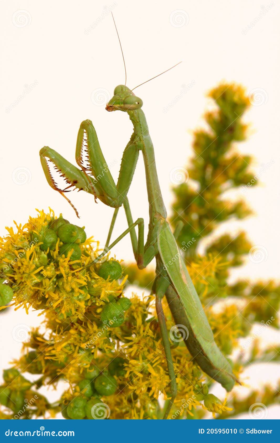 Carolina Praying Mantid on Goldenrod Stock Photo - Image of predator ...