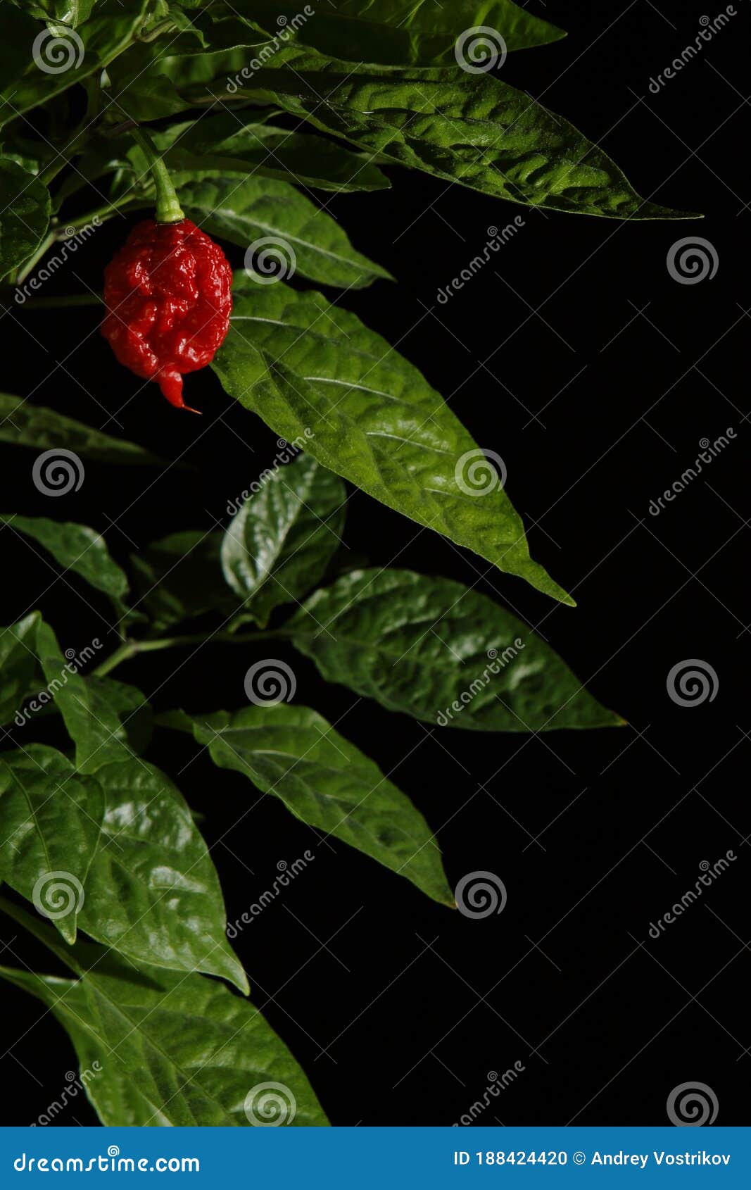 Carolina Reaper Chili Pepper Stock Photo - Image of hottest, pointed ...