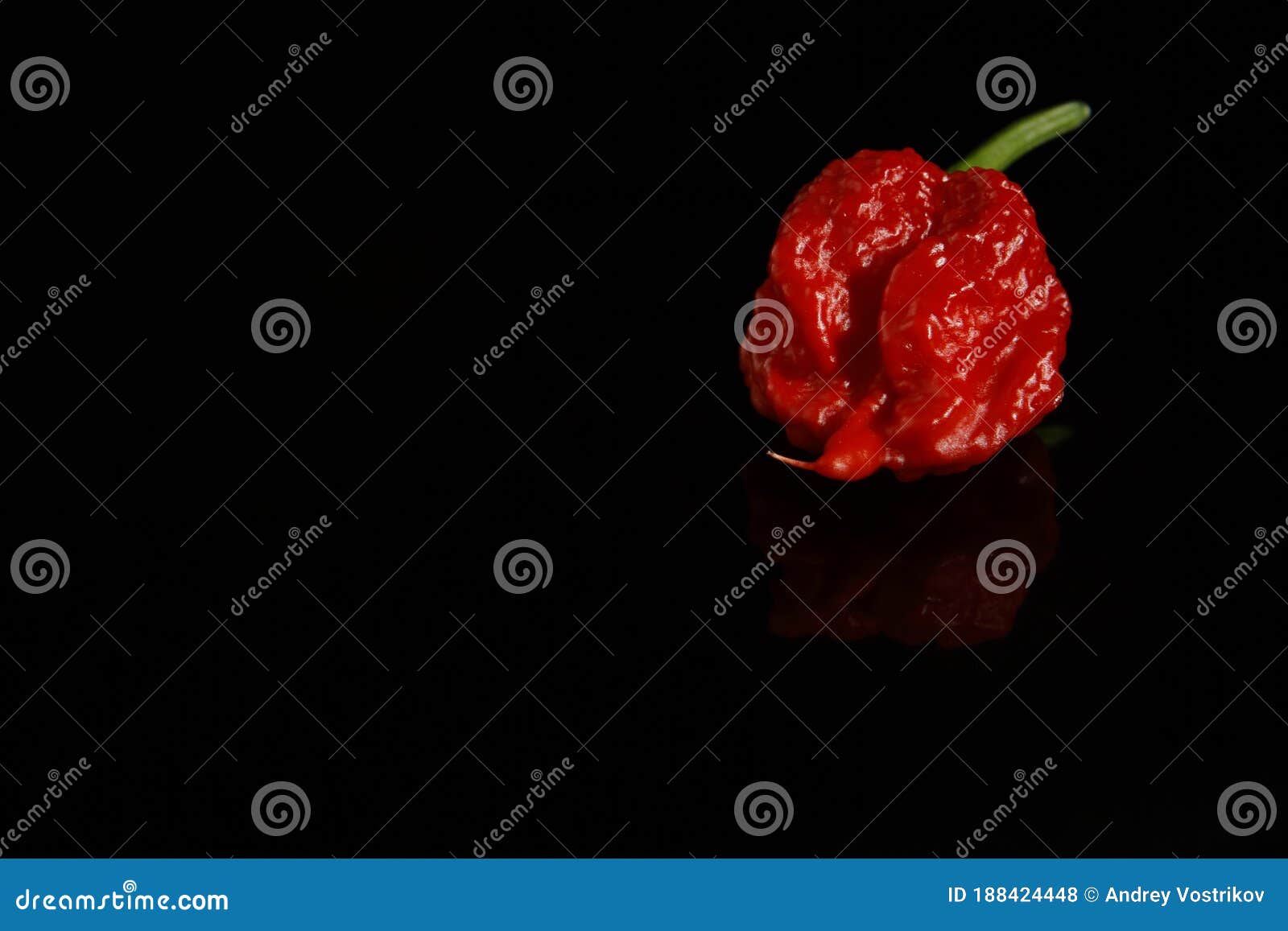 Carolina Reaper Chili Pepper Stock Photo - Image of single, hottest ...