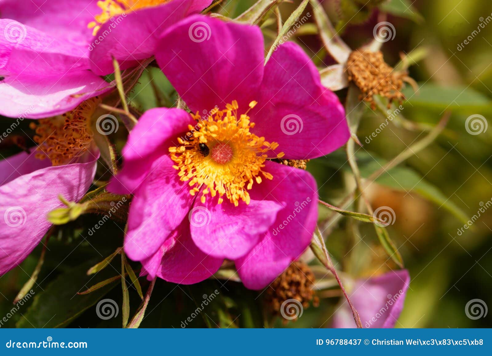 Carolina Rose, Rosa Carolina Stock Image - Image of bush, botanical ...