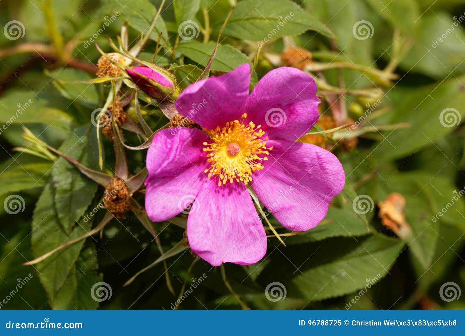 Carolina Rose Bush Photos - Free & Royalty-Free Stock Photos from ...