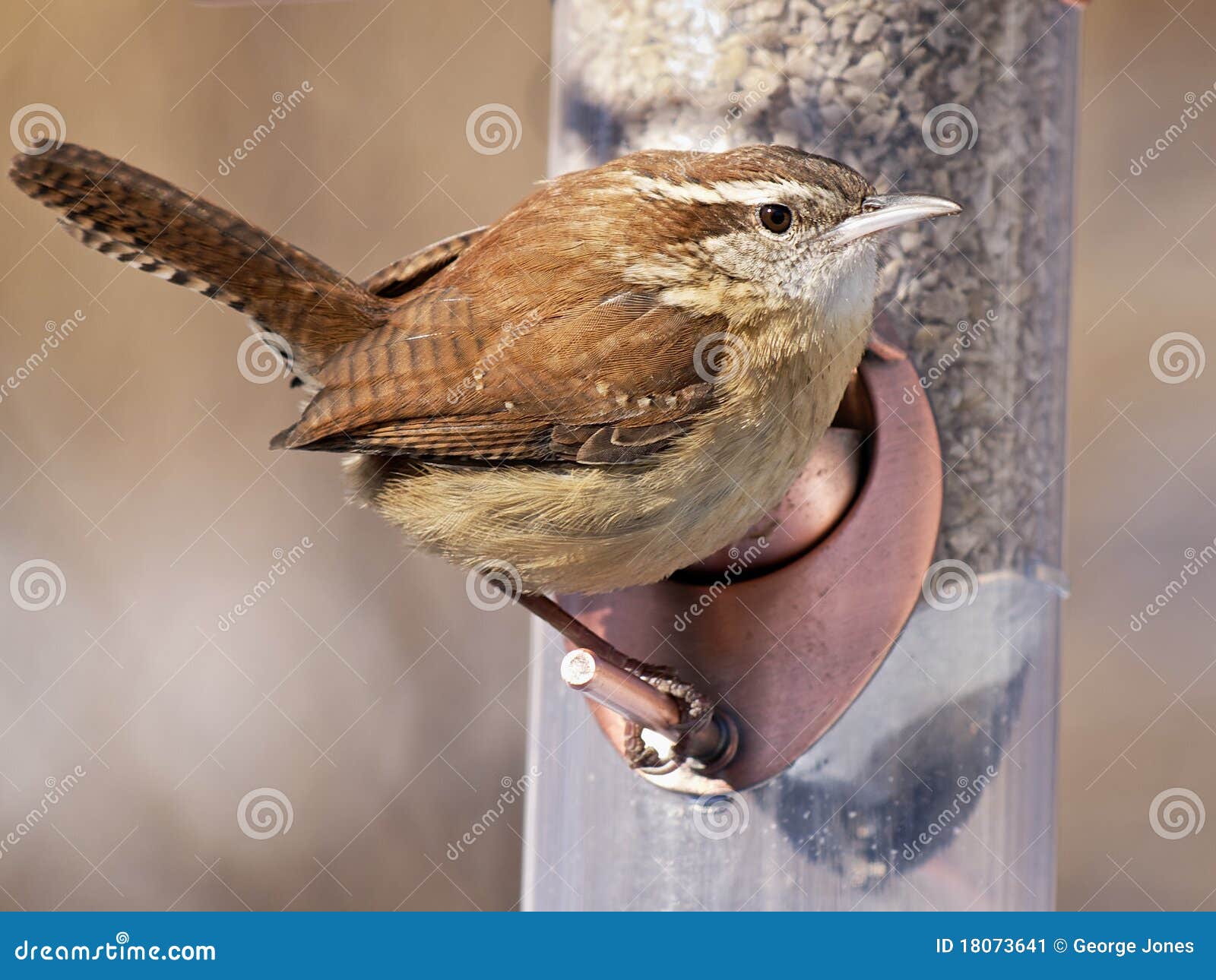 Carolina wren stock image. Image of backyard, plumage - 18073641