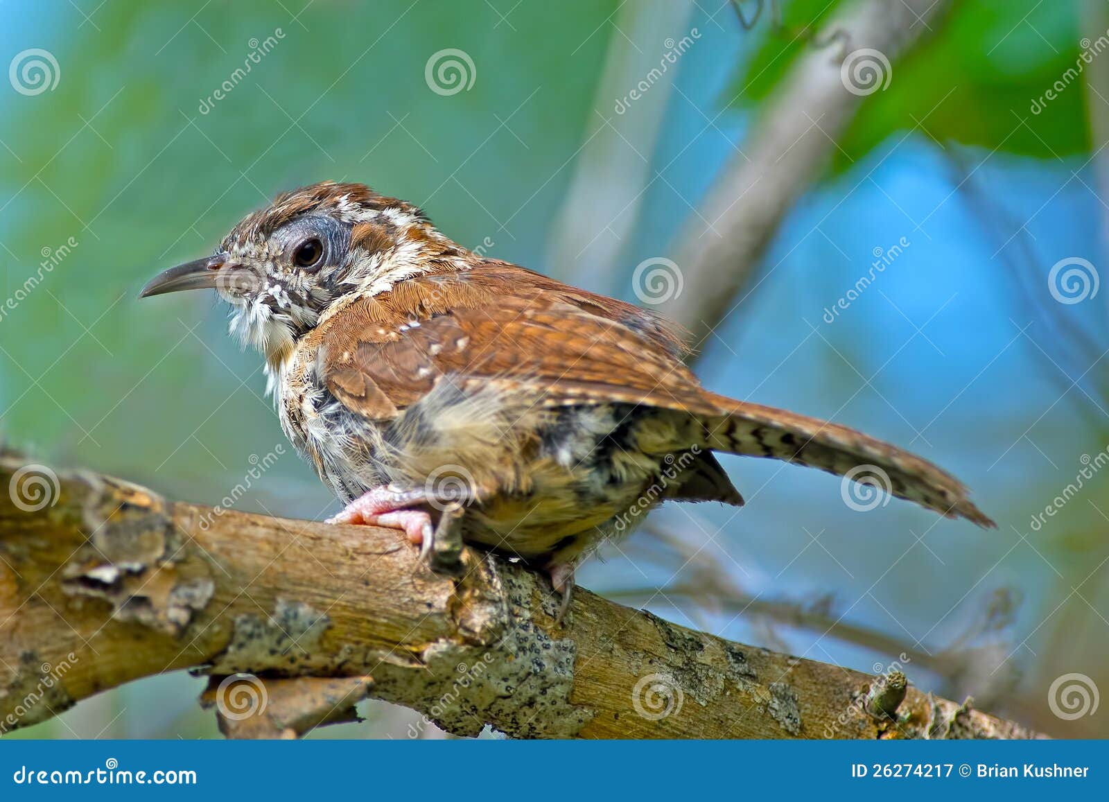 Carolina Wren stock image. Image of carolina, bird, avian - 26274217
