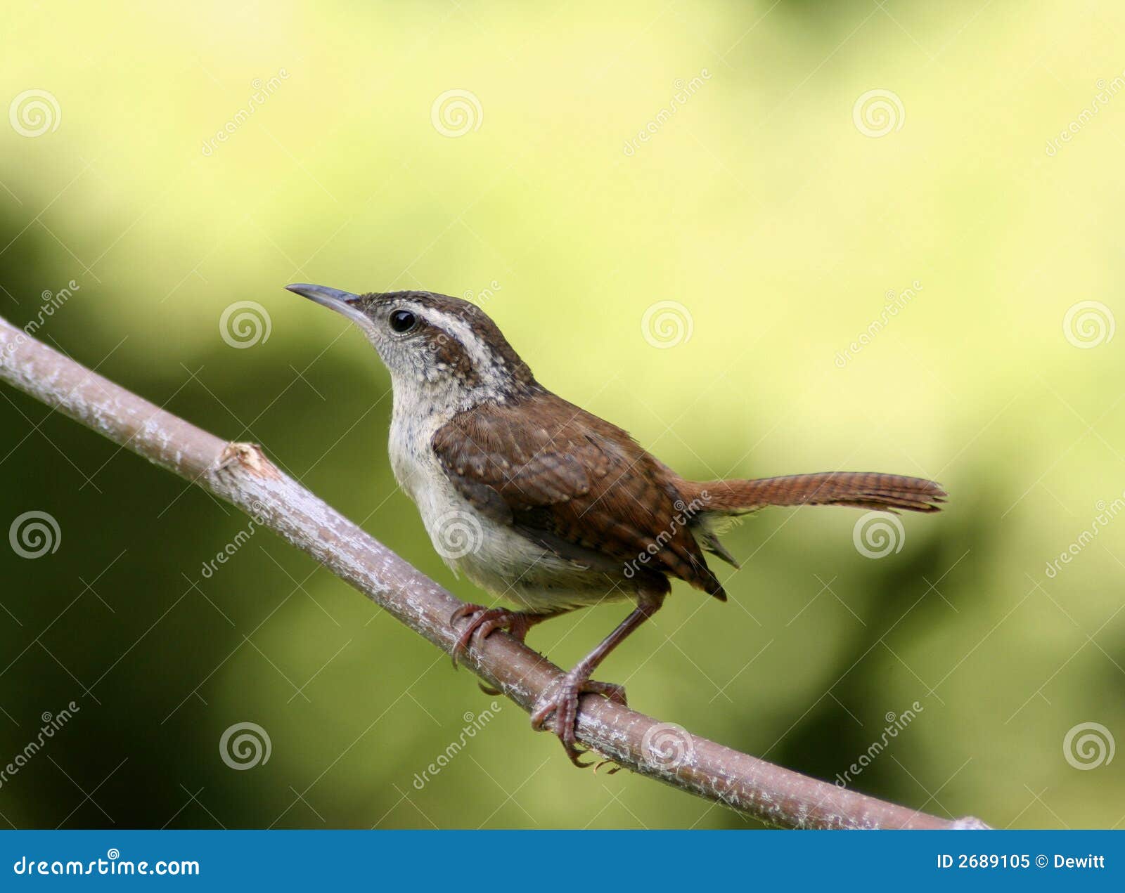 Carolina Wren On A Feeder Stock Photography | CartoonDealer.com #18452534