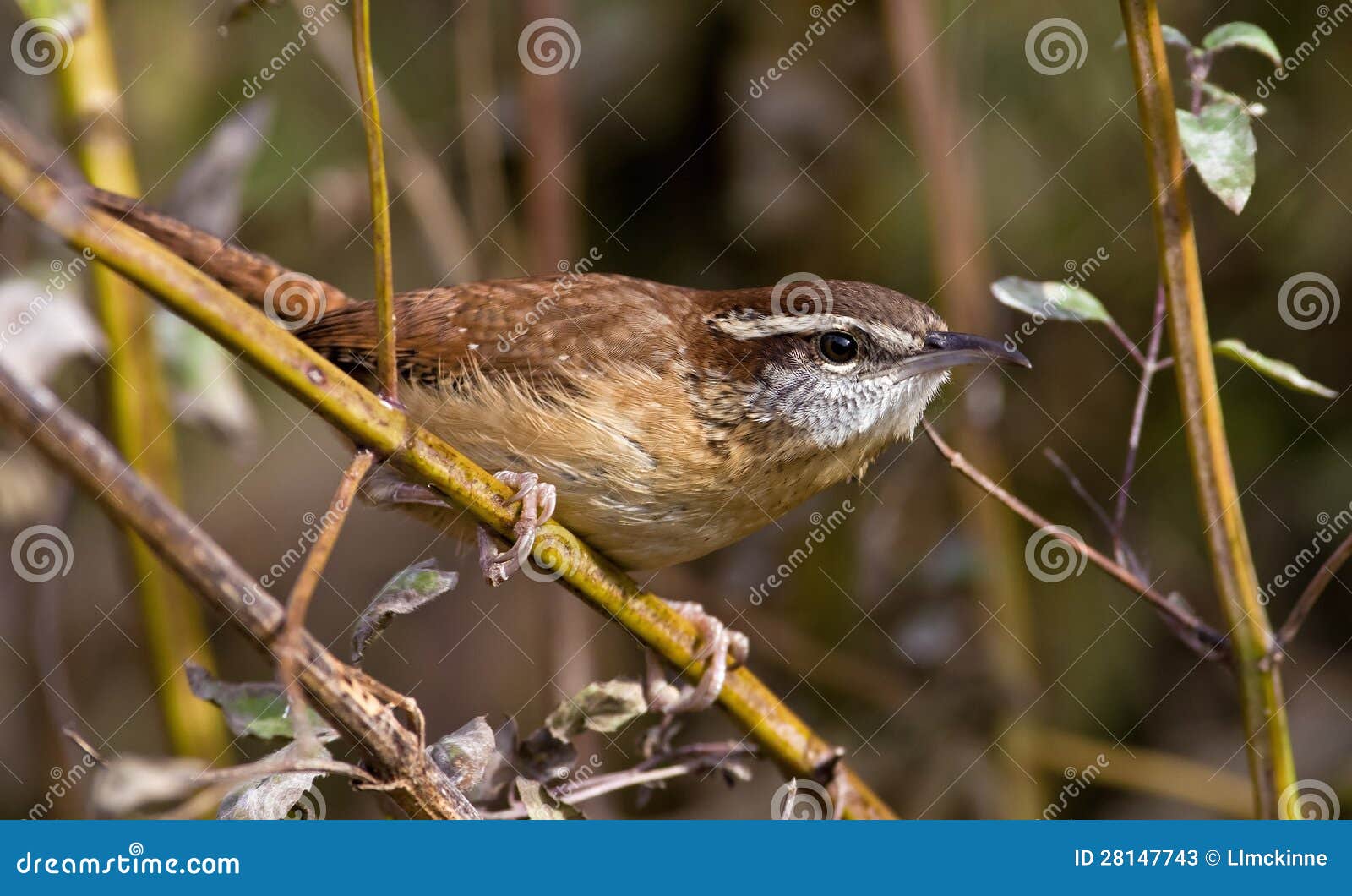 Carolina Wren stock image. Image of cold, nature, bird - 28147743