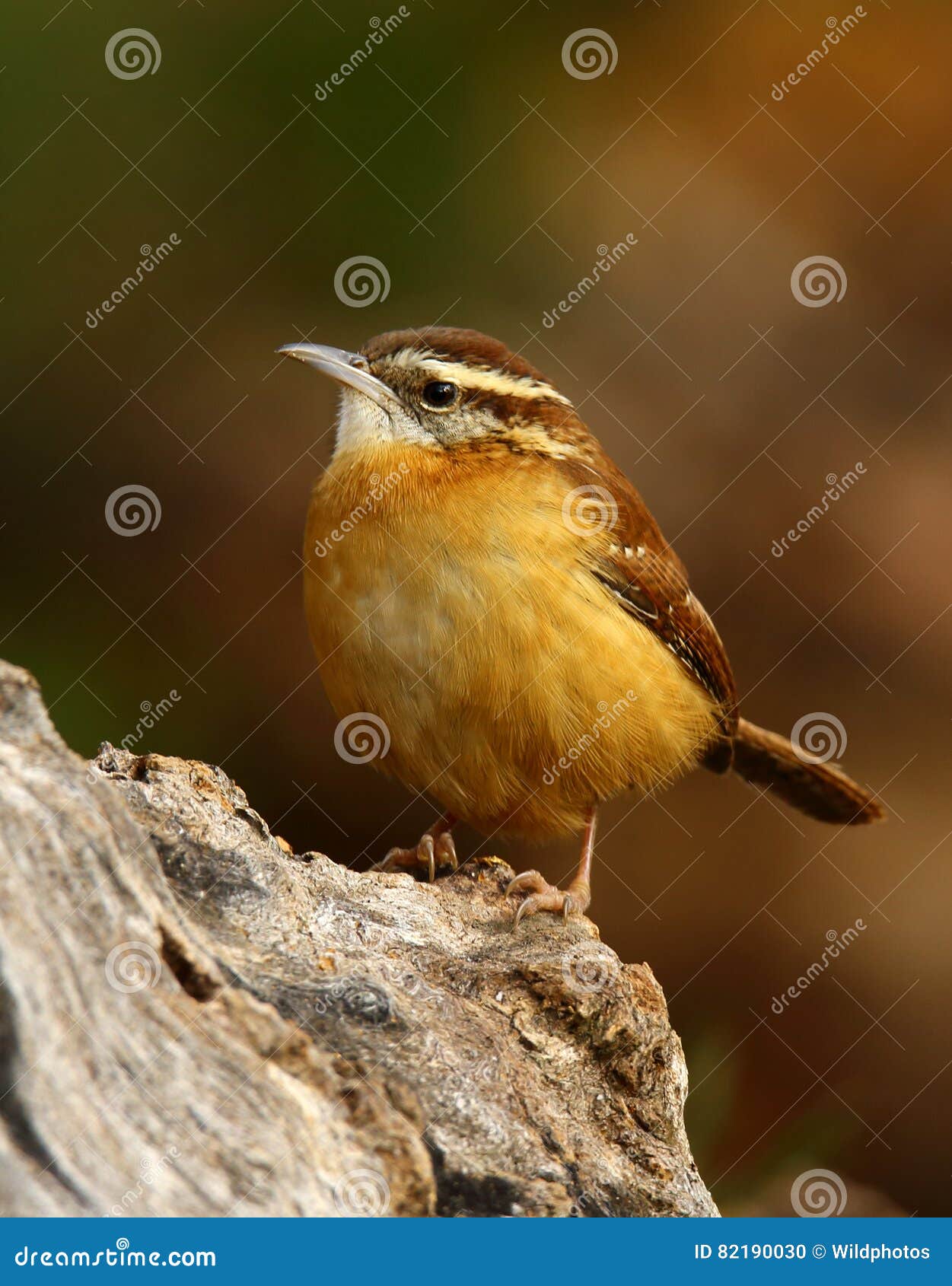 Carolina wren stock photo. Image of outdoors, songbird - 82190030