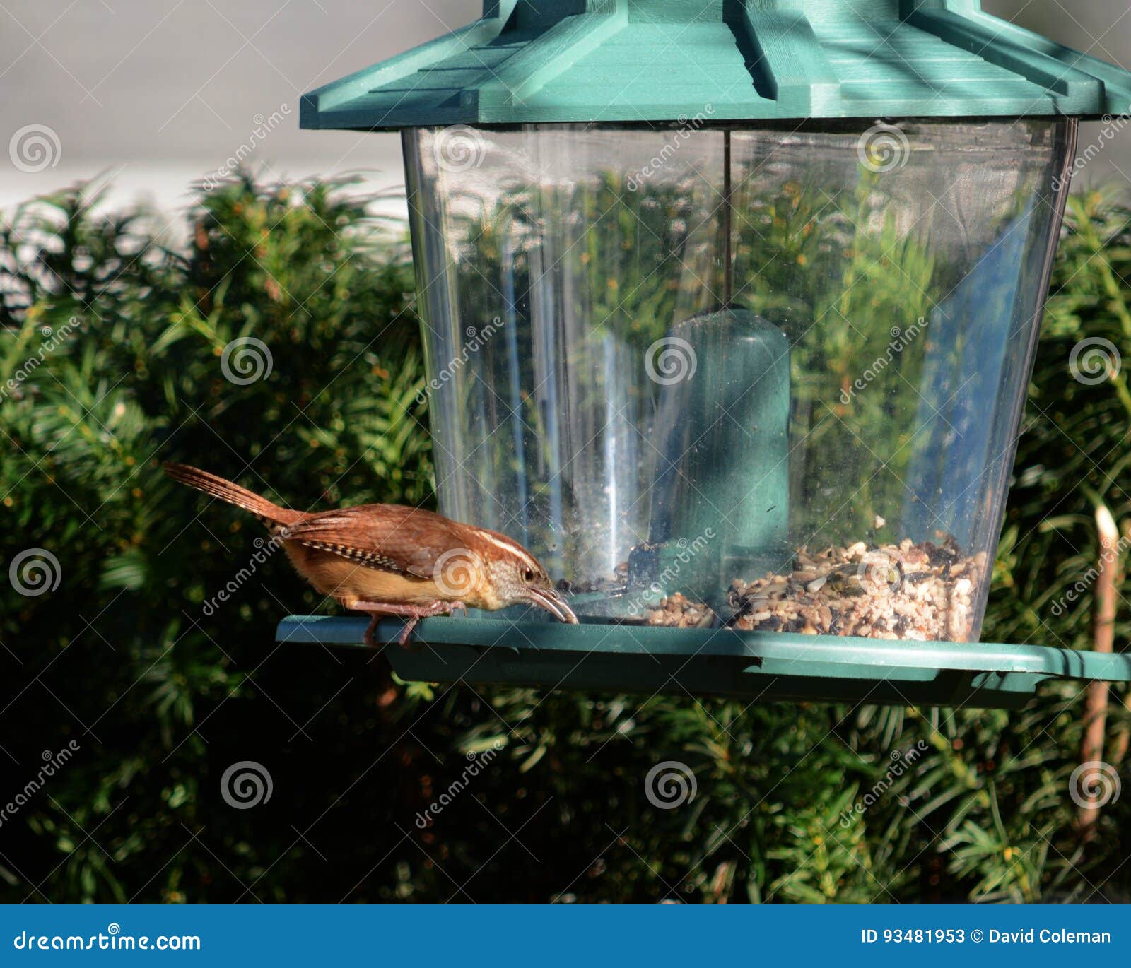 Carolina wren stock image. Image of wildlife, house, nature - 93481953
