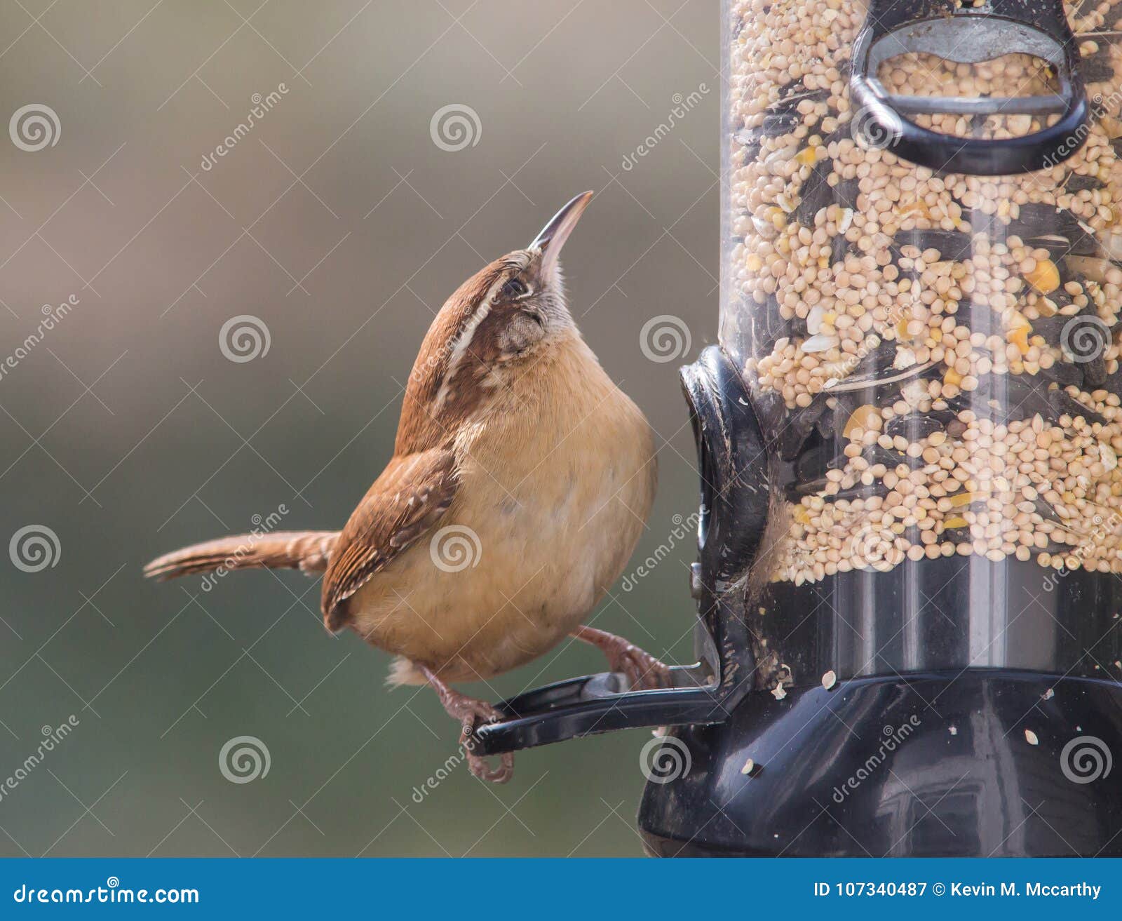 Wren Bird Feeder Stock Photos - Download 74 Royalty Free Photos
