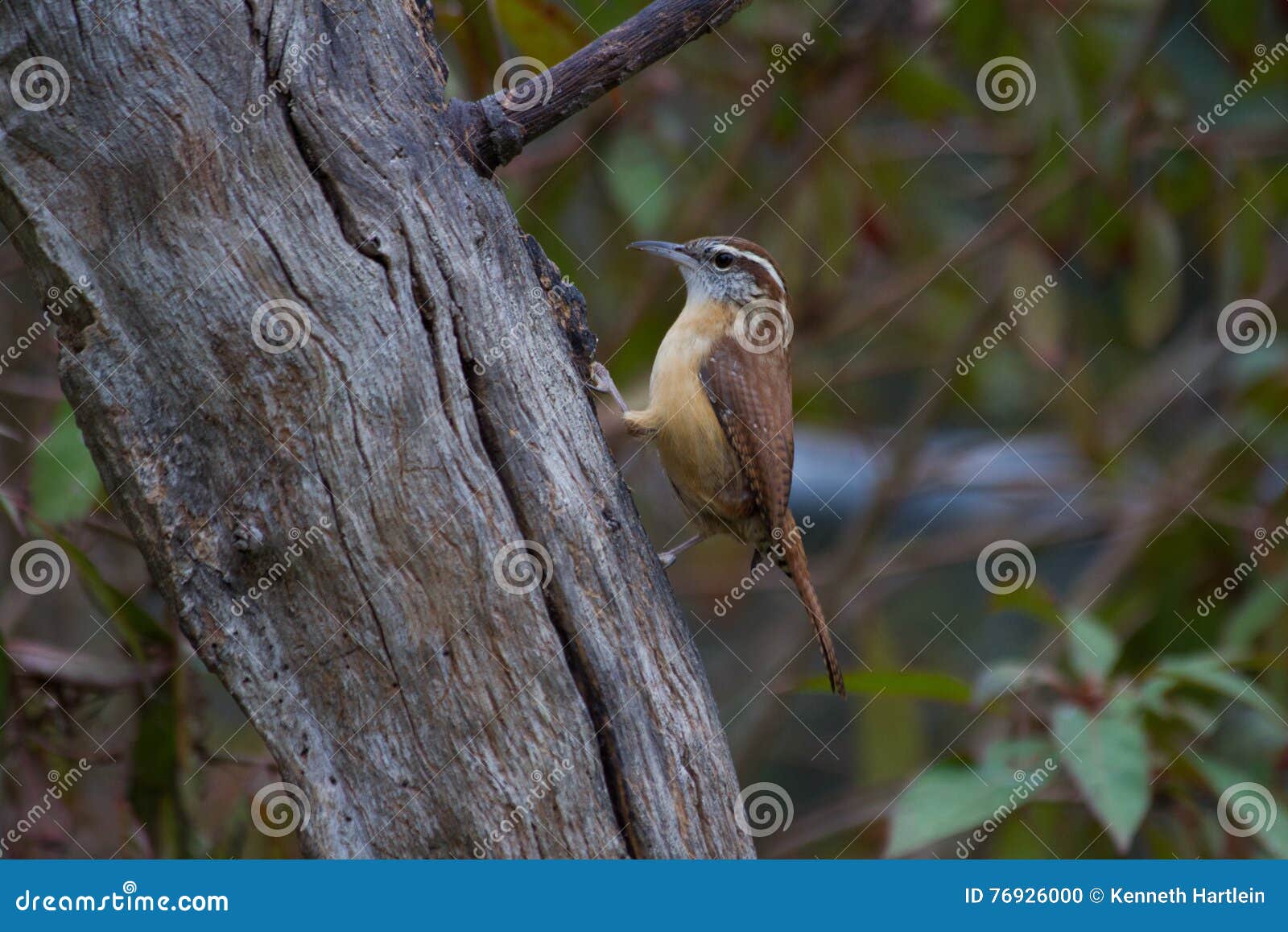 Carolina Wren stock photo. Image of tree, wrens, song - 76926000