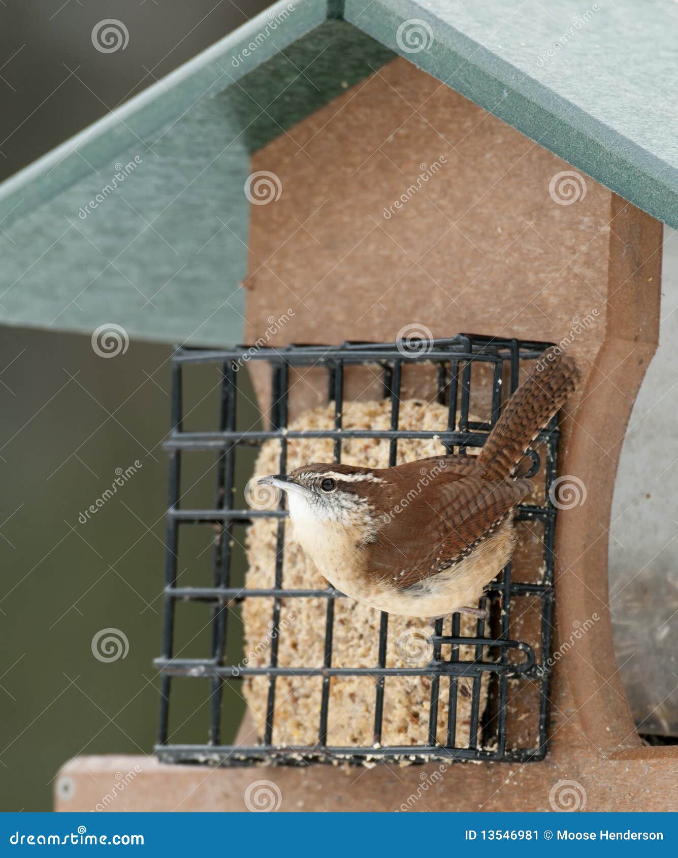 Carolina Wren on feeder stock image. Image of thryothorus - 13546981