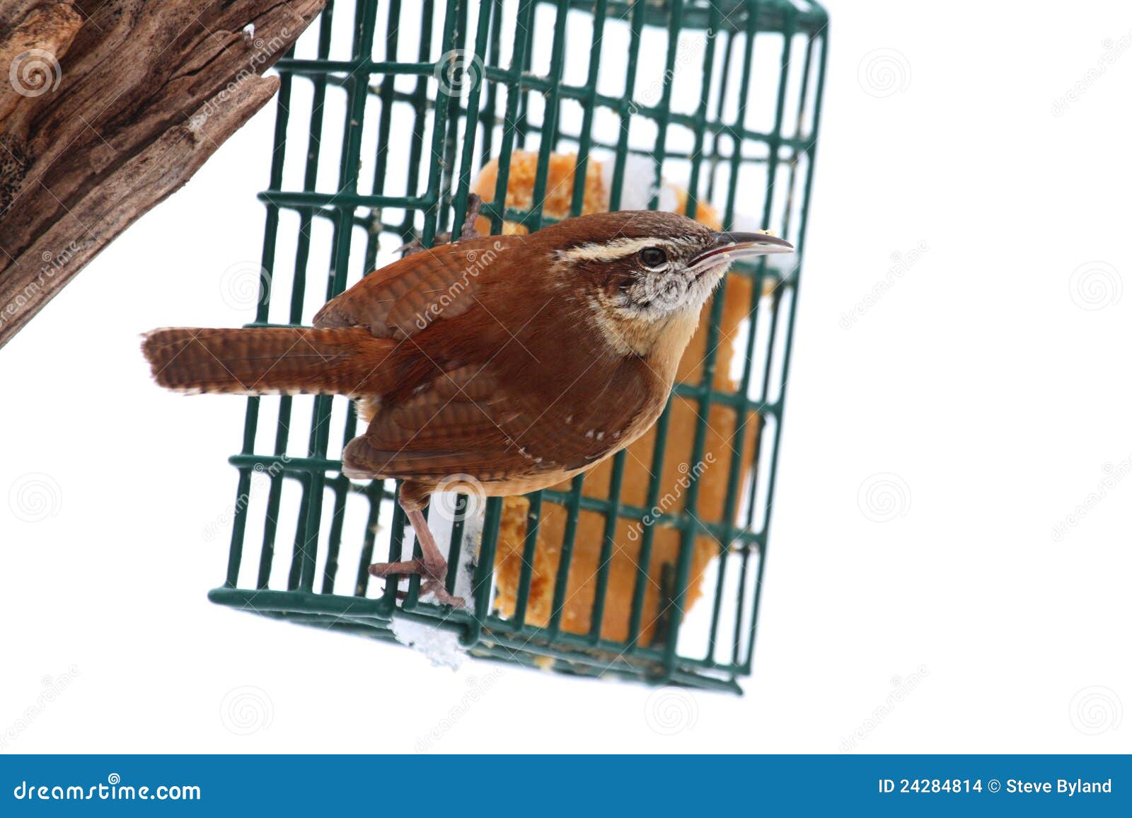 Carolina Wren on a Feeder stock photo. Image of carolina - 24284814
