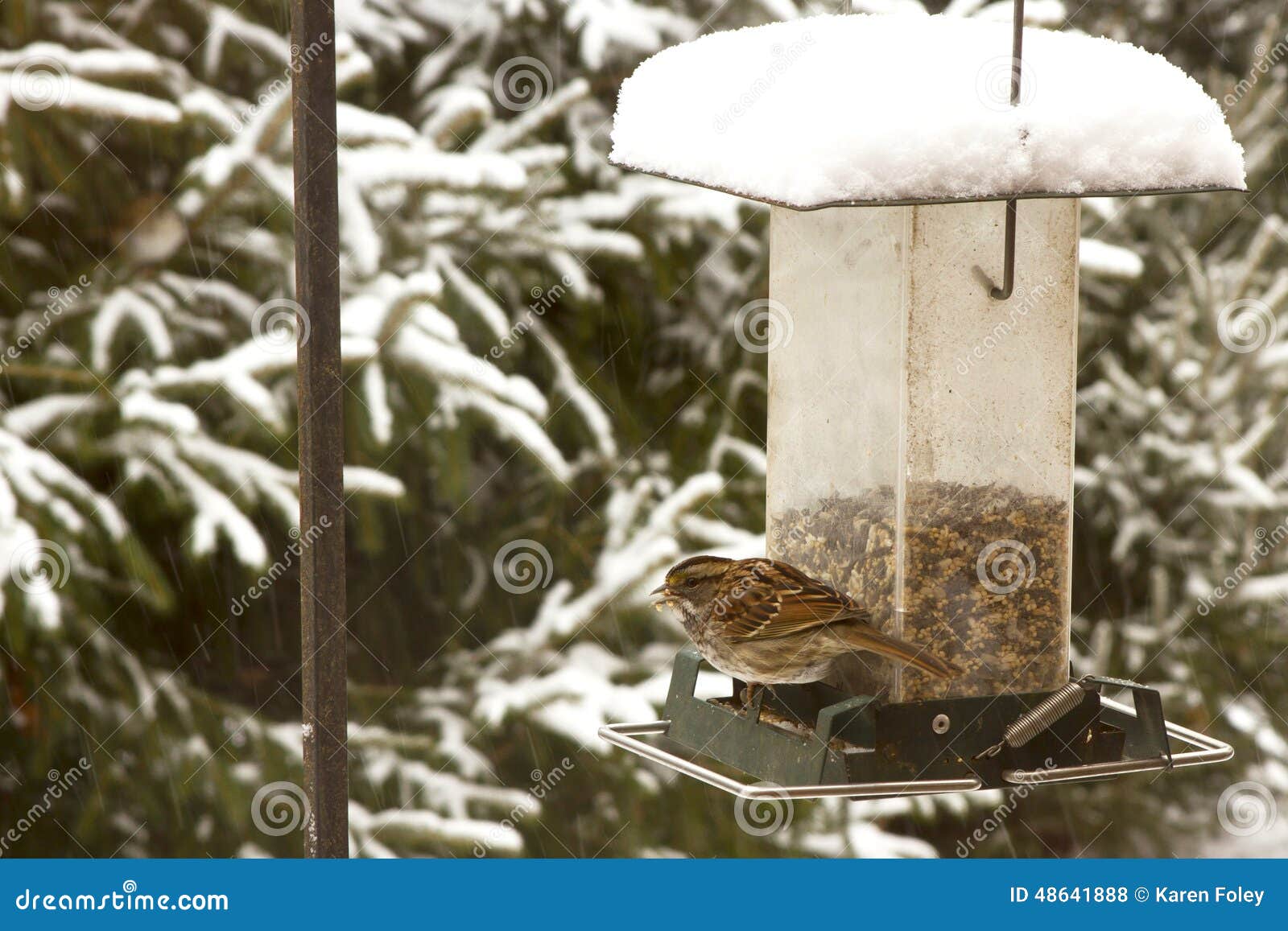 Carolina Wren at Feeder in Snow Stock Photo - Image of feeding ...