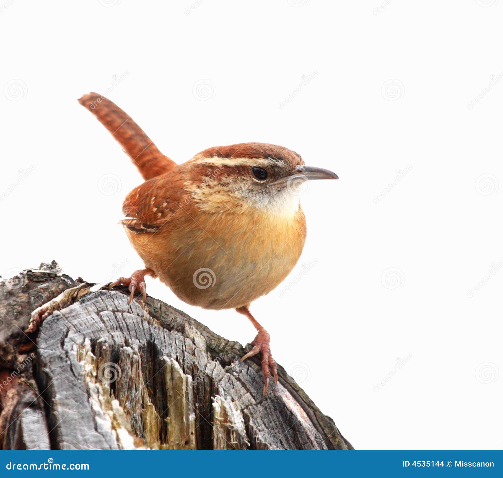 Carolina Wren isolated stock photo. Image of backyard - 4535144