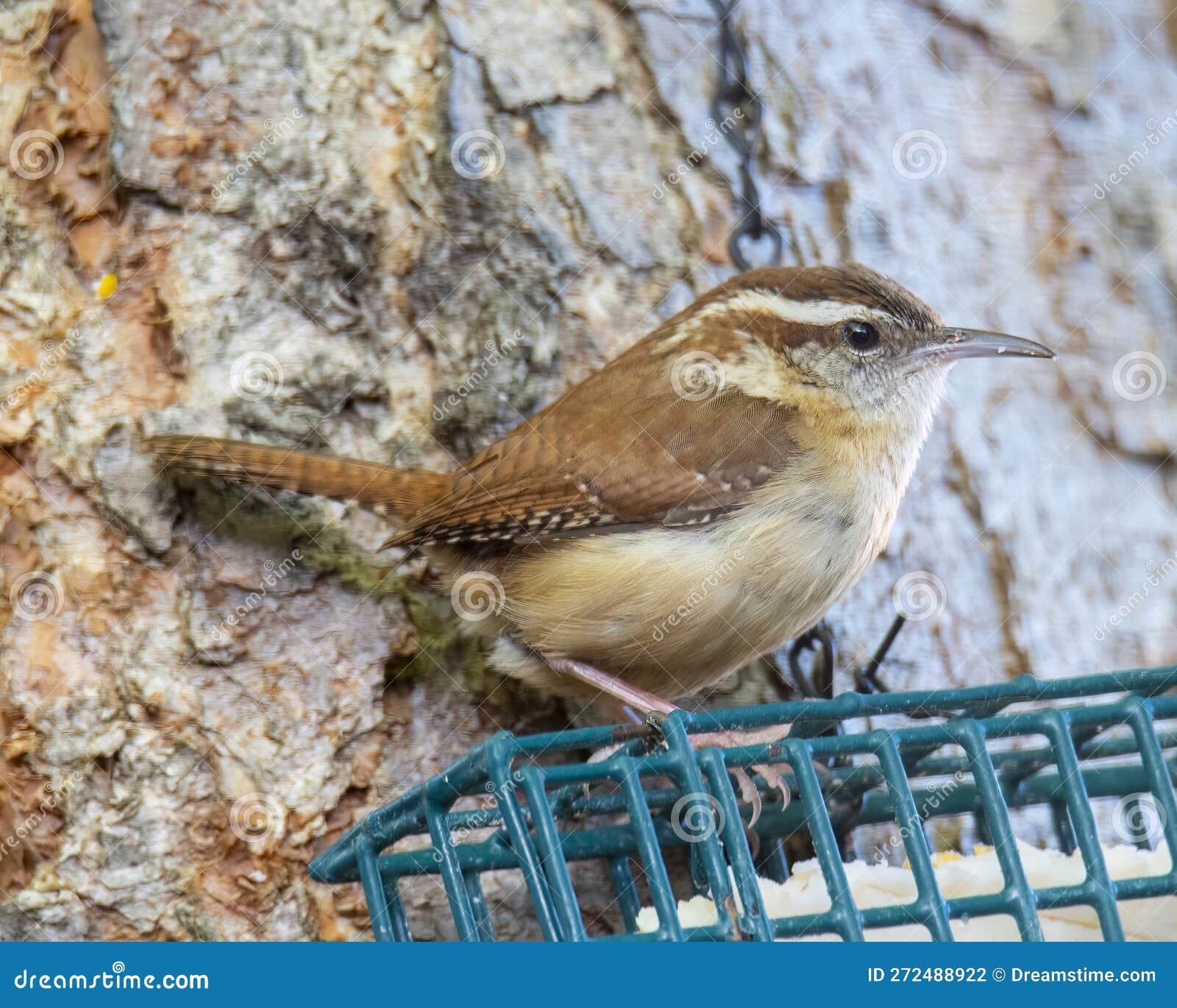Carolina Wren Perched stock photo. Image of bird, perching - 272488922