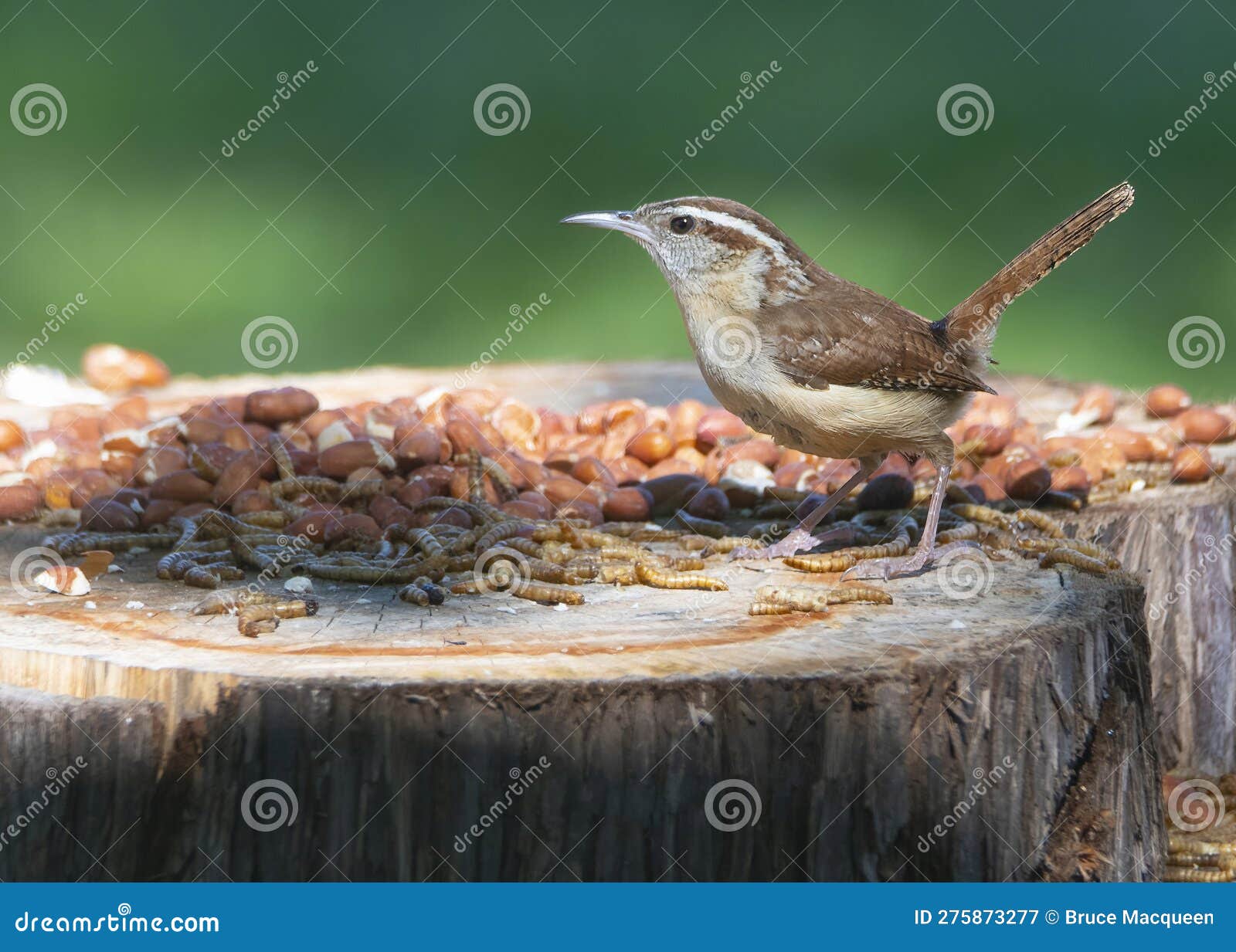 Carolina Wren Perched stock image. Image of perched - 275873277