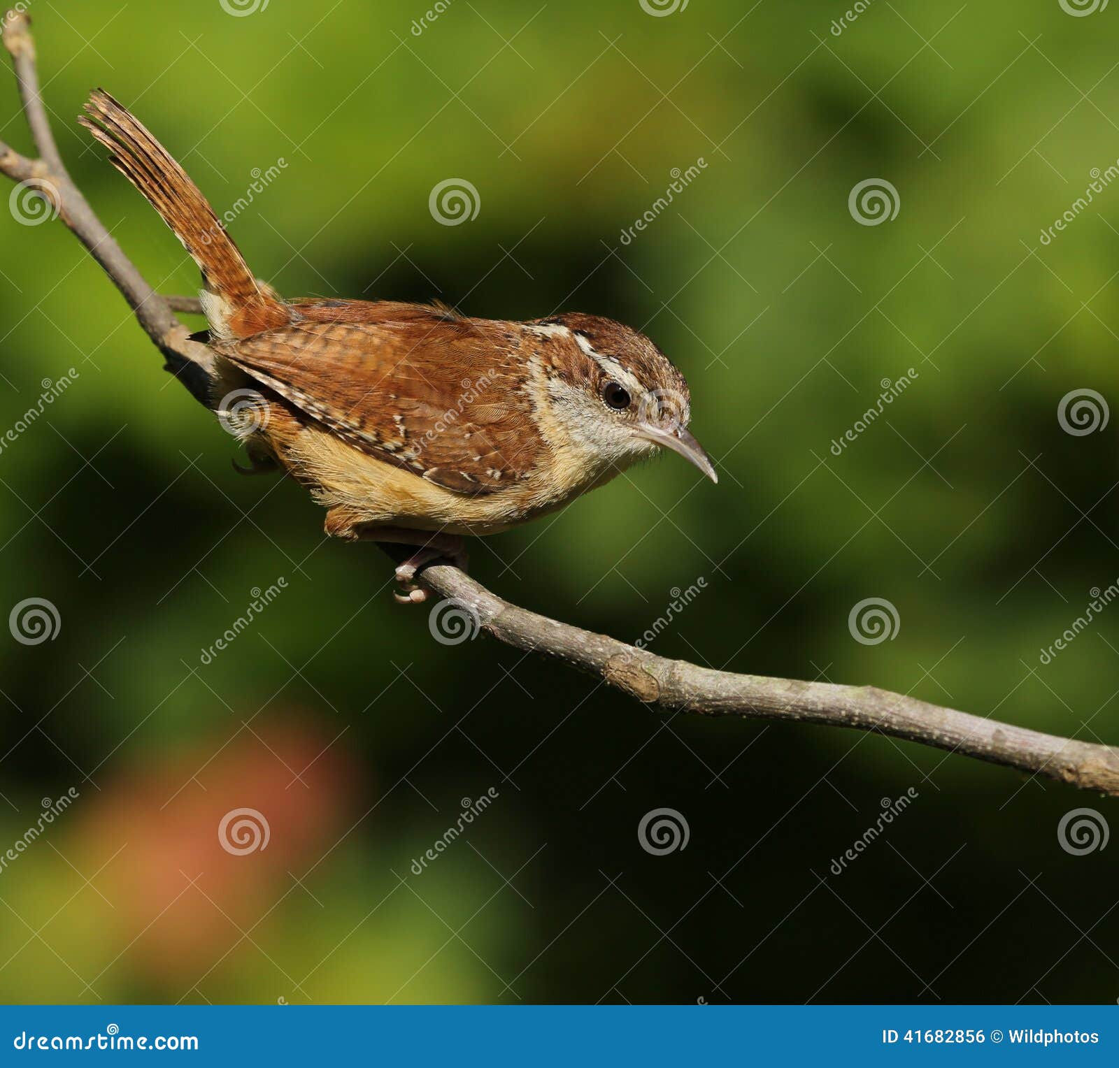 Carolina Wren stock photo. Image of backyard, animal - 41682856