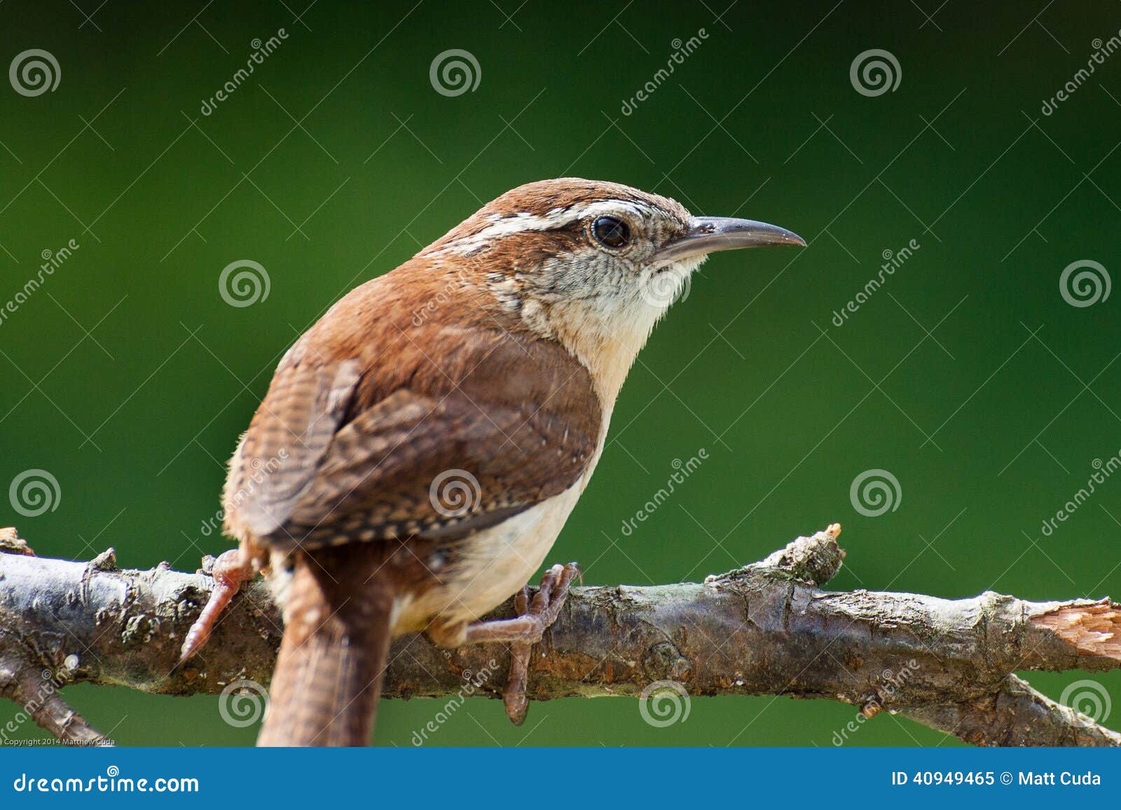 Carolina Wren stock image. Image of tree, perched, wren - 40949465