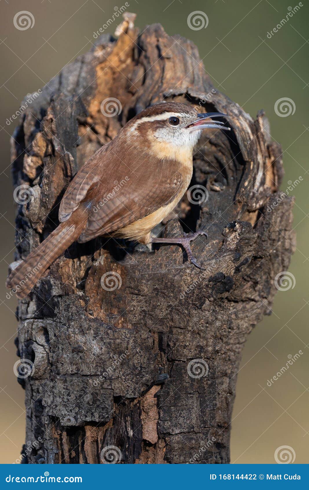 A Carolina Wren Perched in a Tree Stock Photo - Image of male, tree ...
