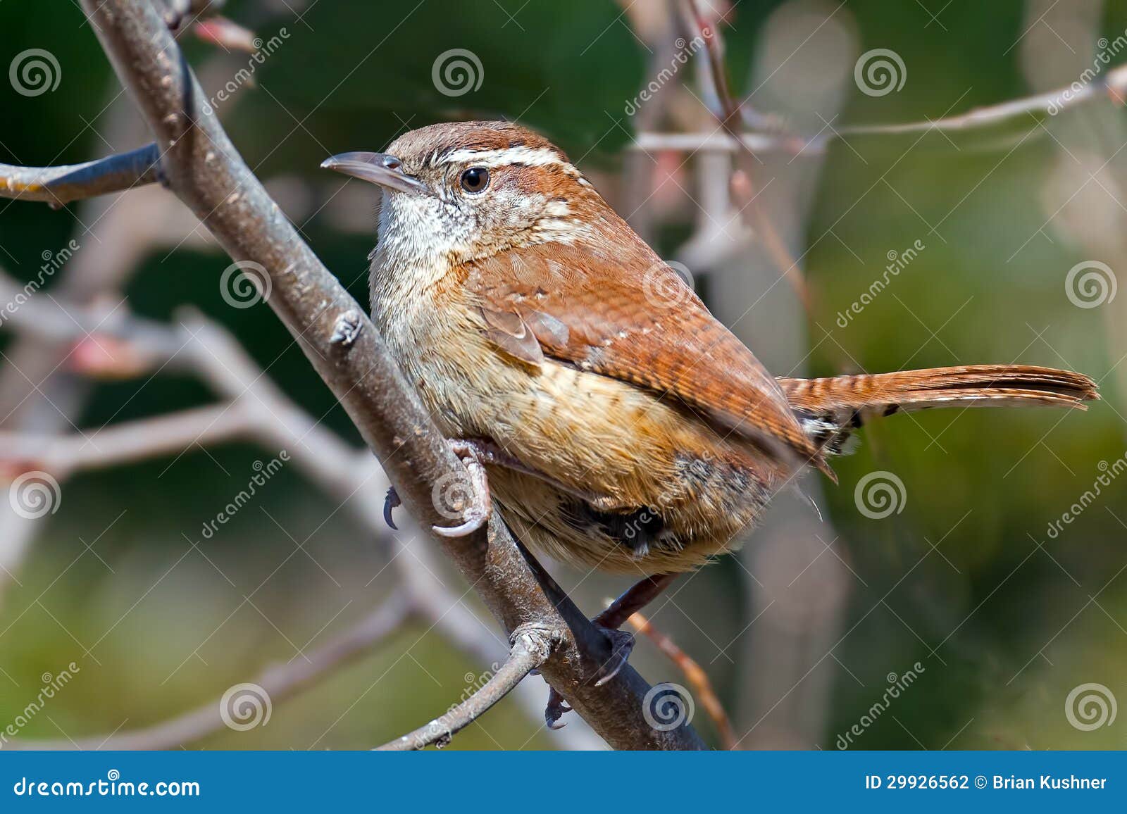 Carolina Wren Stock Images - Download 281 Royalty Free Photos