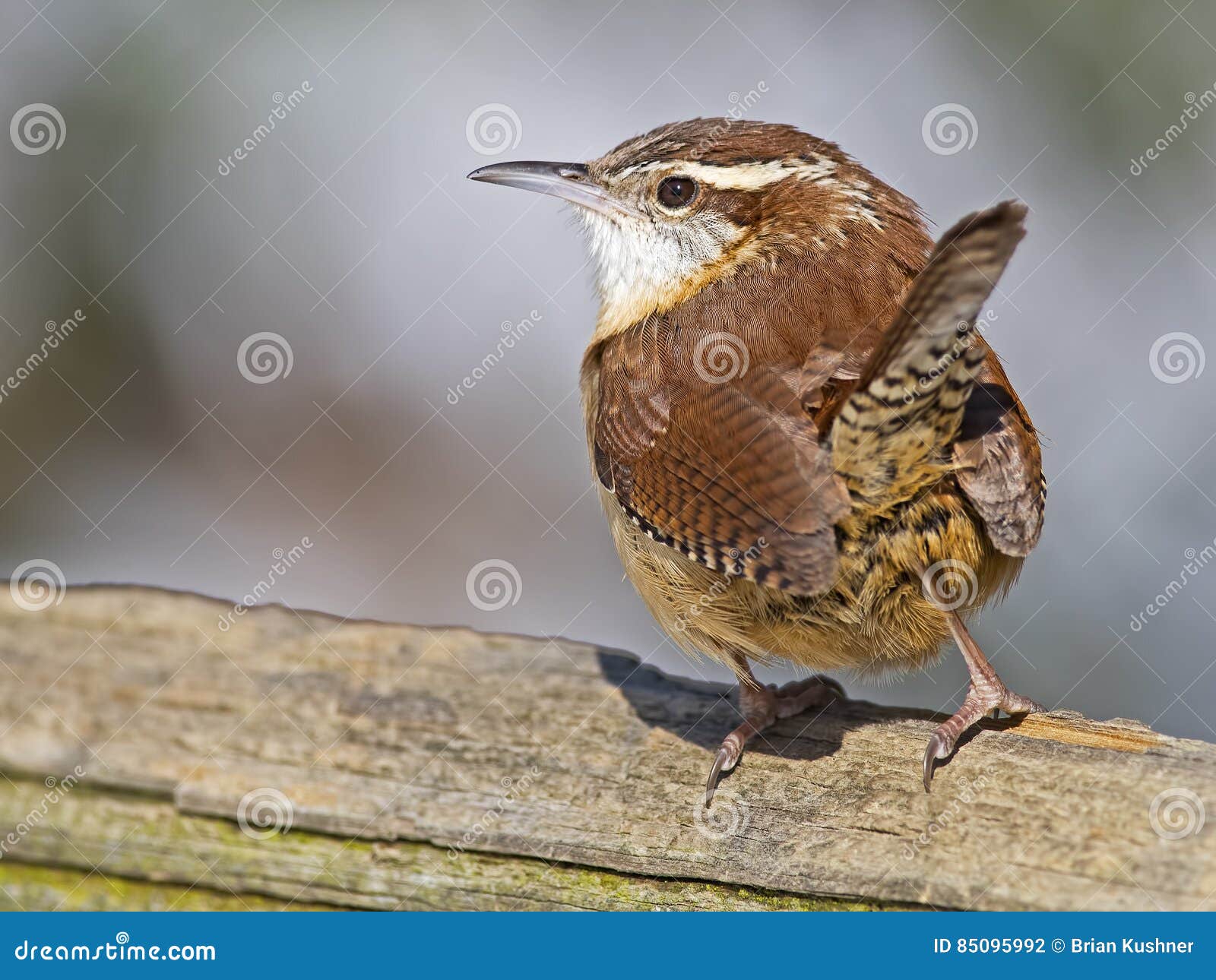 Carolina Wren stock photo. Image of house, thryothorus - 85095992
