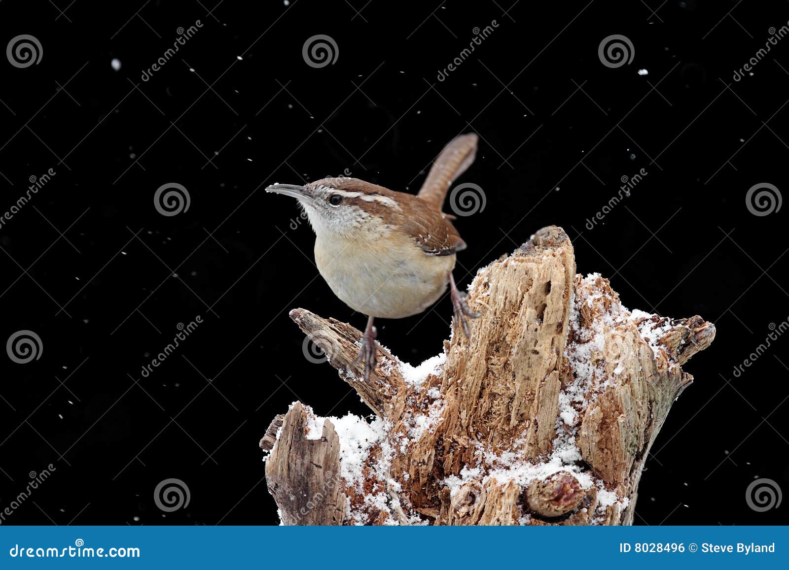 Carolina Wren in Snow stock photo. Image of snow, nature - 8028496