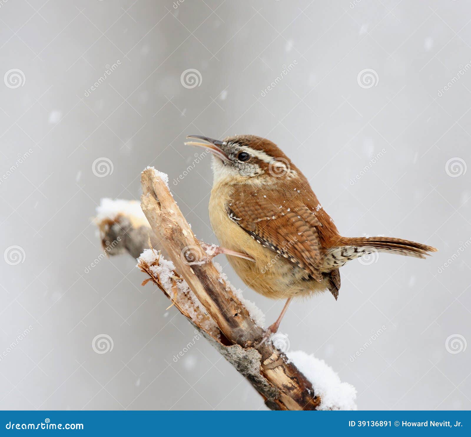 Carolina Wren in snow stock image. Image of perch, nature - 39136891