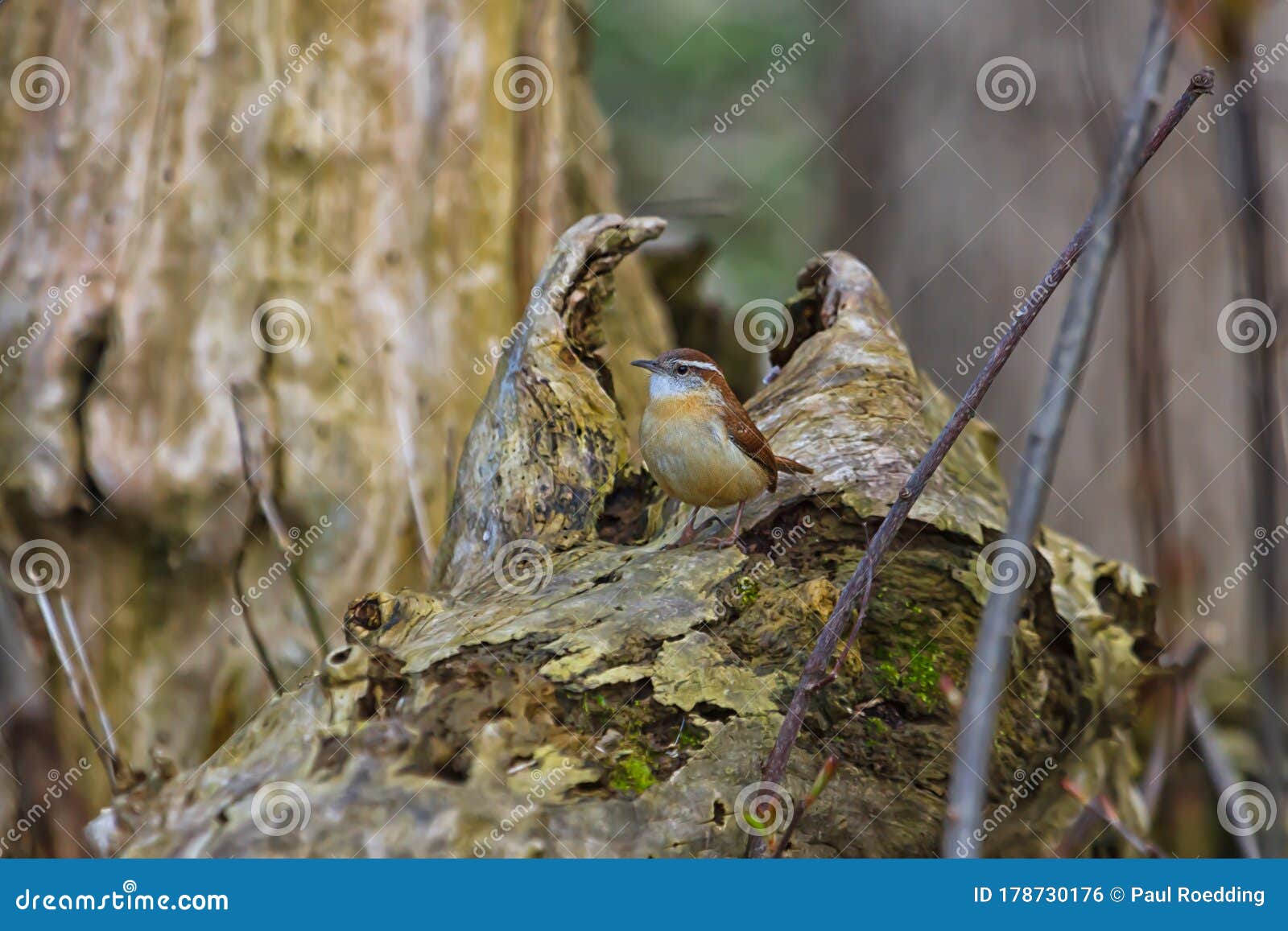 Carolina Wren Perched on a Moss Covered Log. Stock Photo - Image of ...