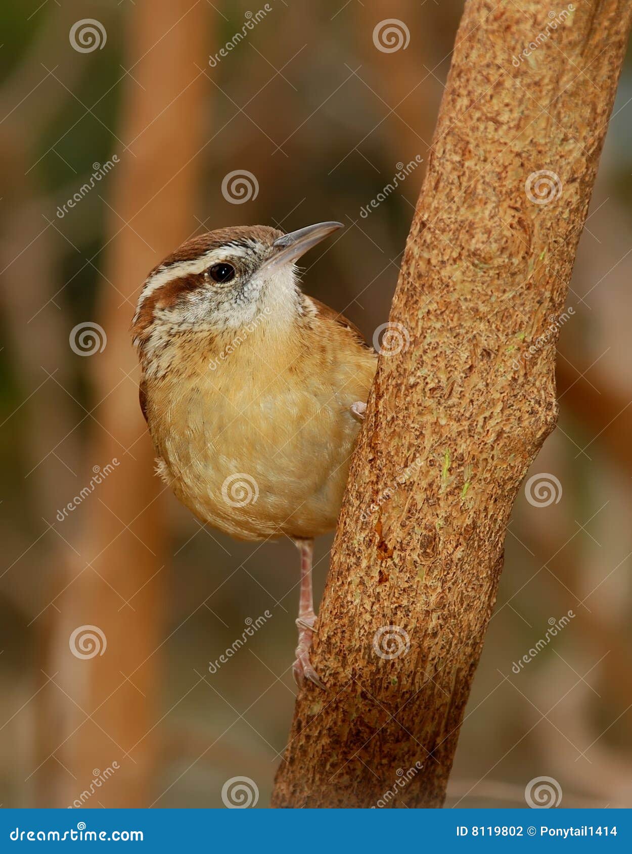 Carolina Wren 1a Stock Photo | CartoonDealer.com #17358738