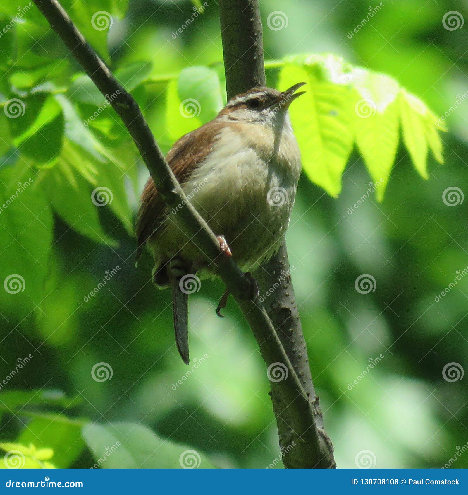 Carolina Wren on Tree Branch. Stock Photo - Image of chubby, wren ...