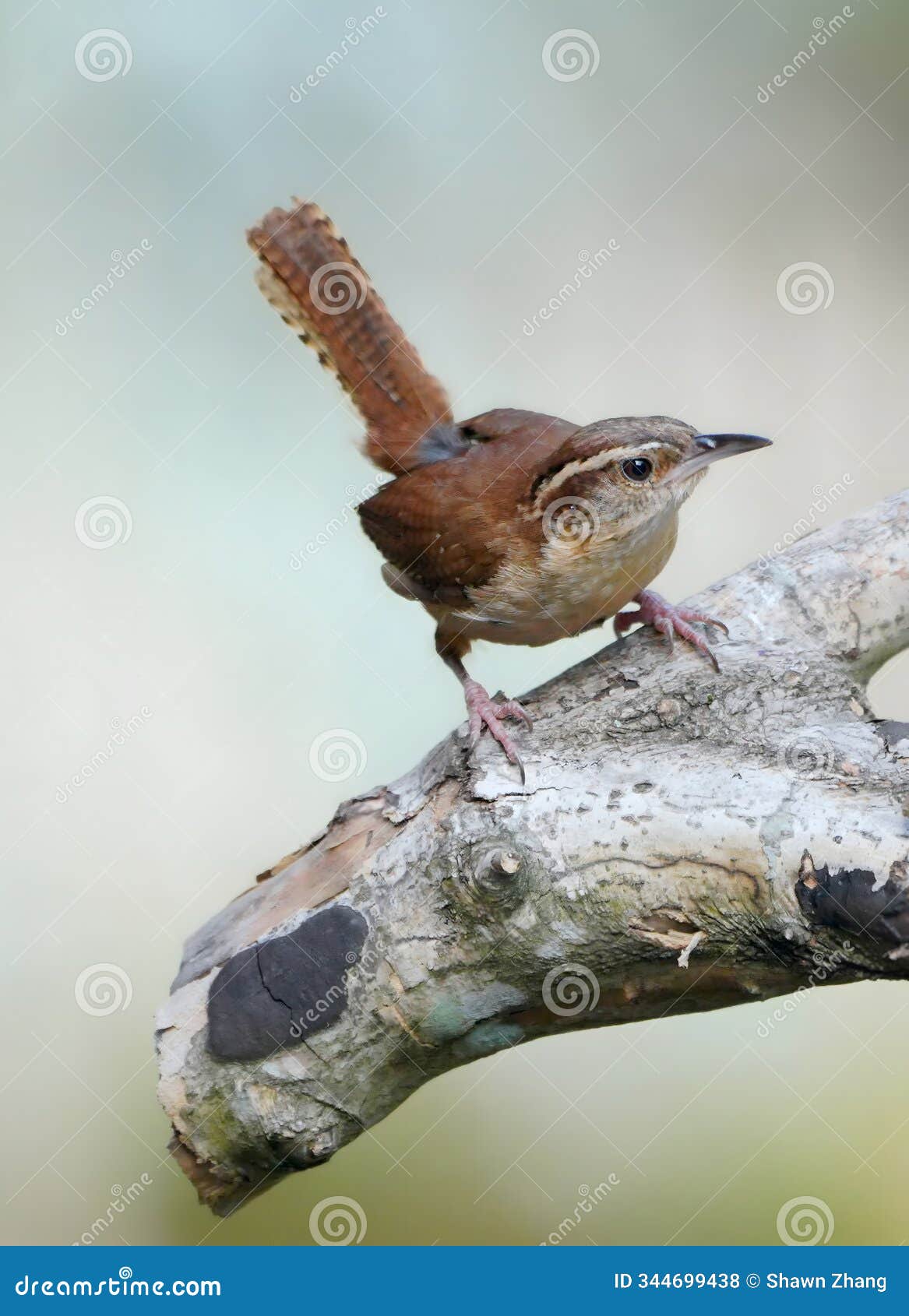 Carolina Wren stock photo. Image of wren, tree, animal - 344699438