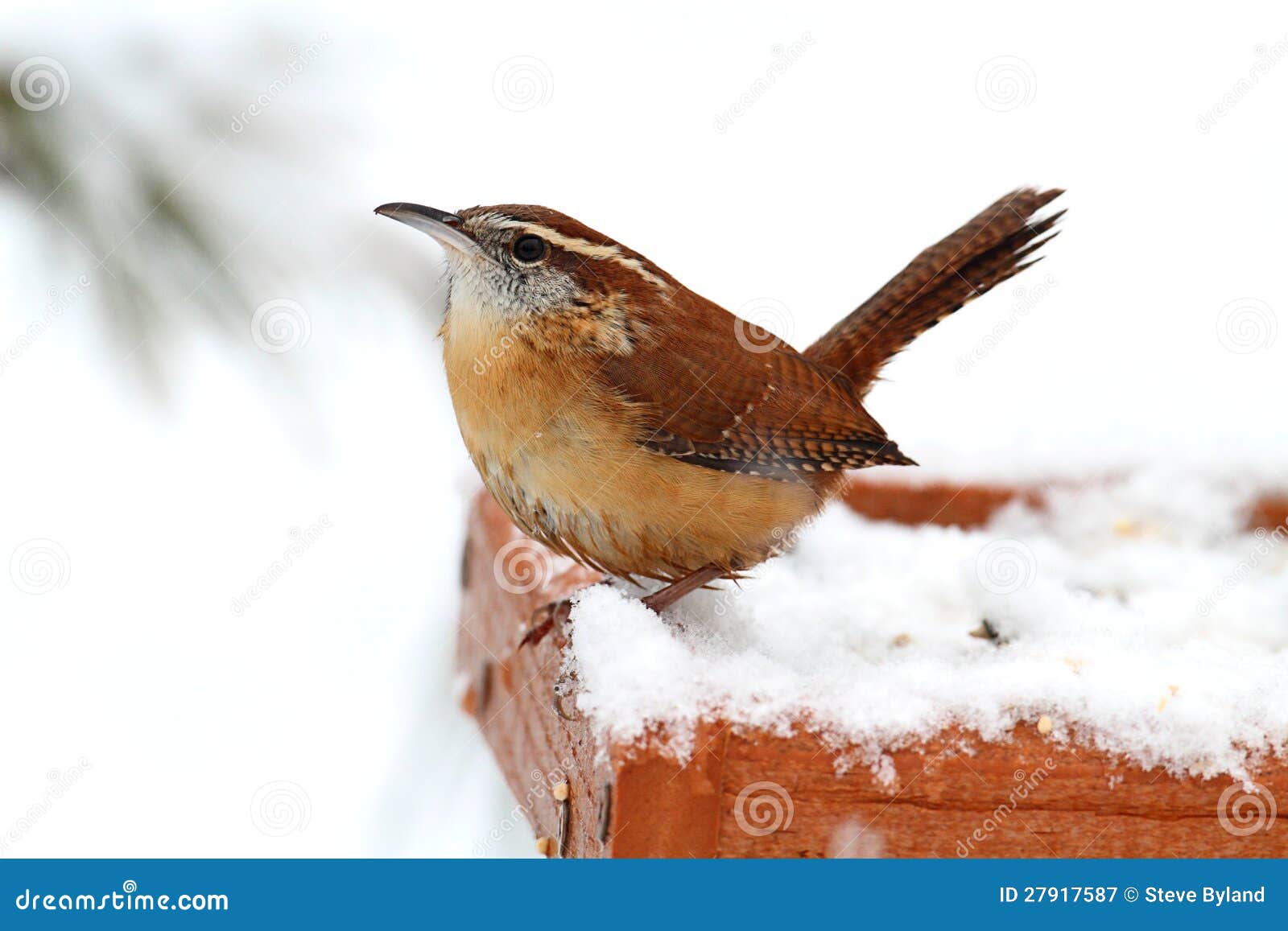 Carolina Wren in Winter stock image. Image of nature - 27917587