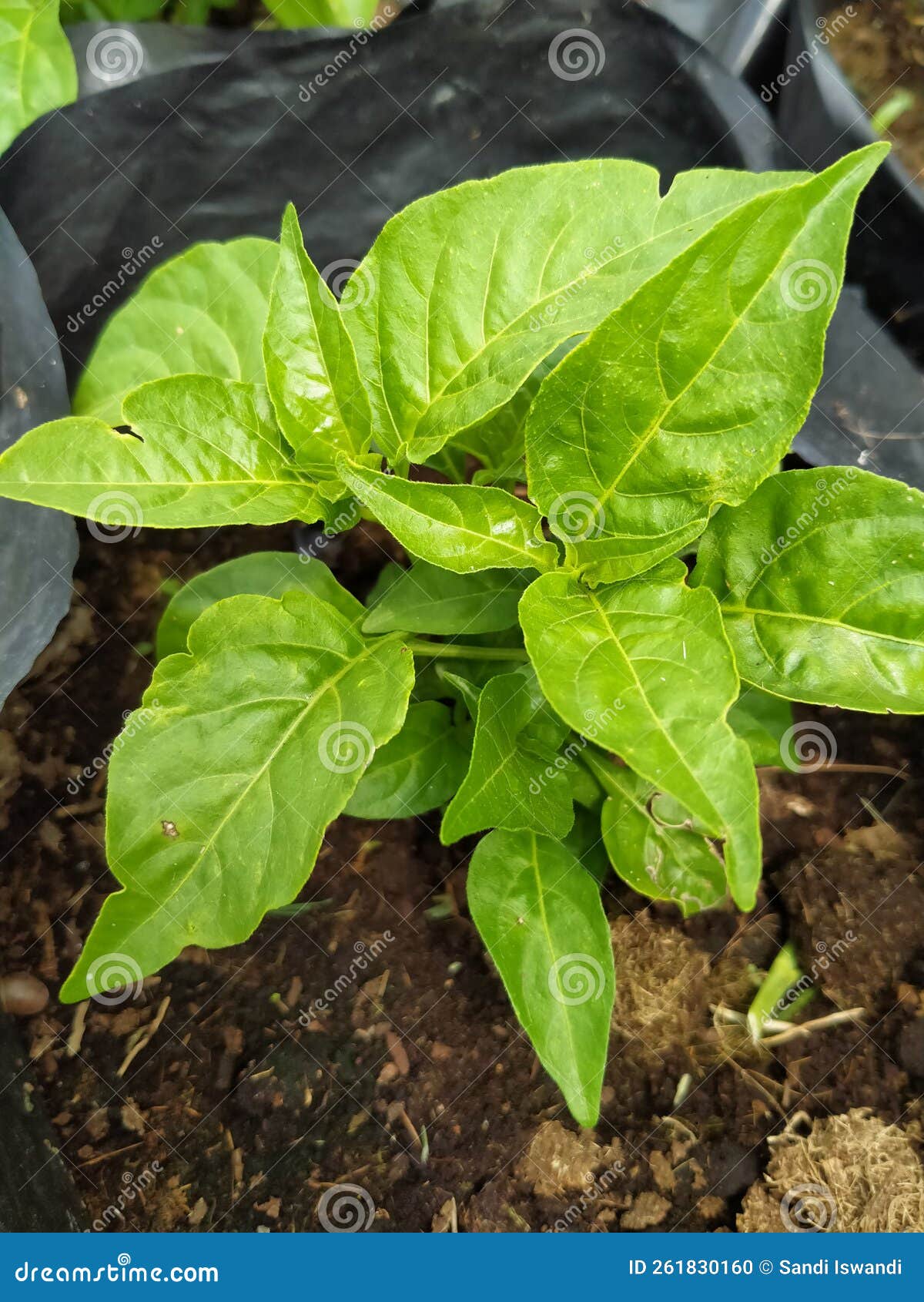 Caroline Reaper stock photo. Image of reaper, worlds - 261830160