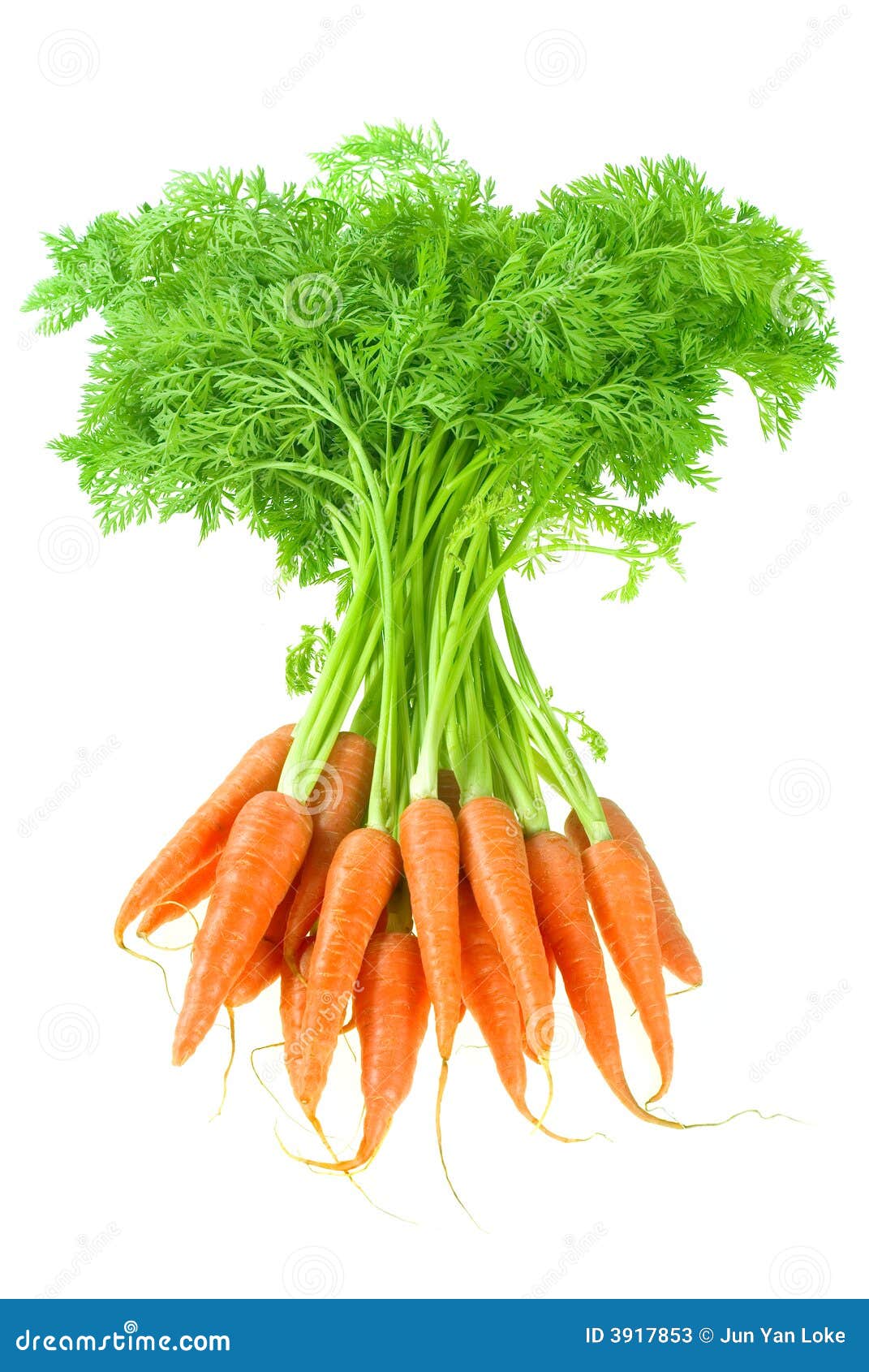 Carota immagine stock. Immagine di stare, rinfrescamento - 3917853