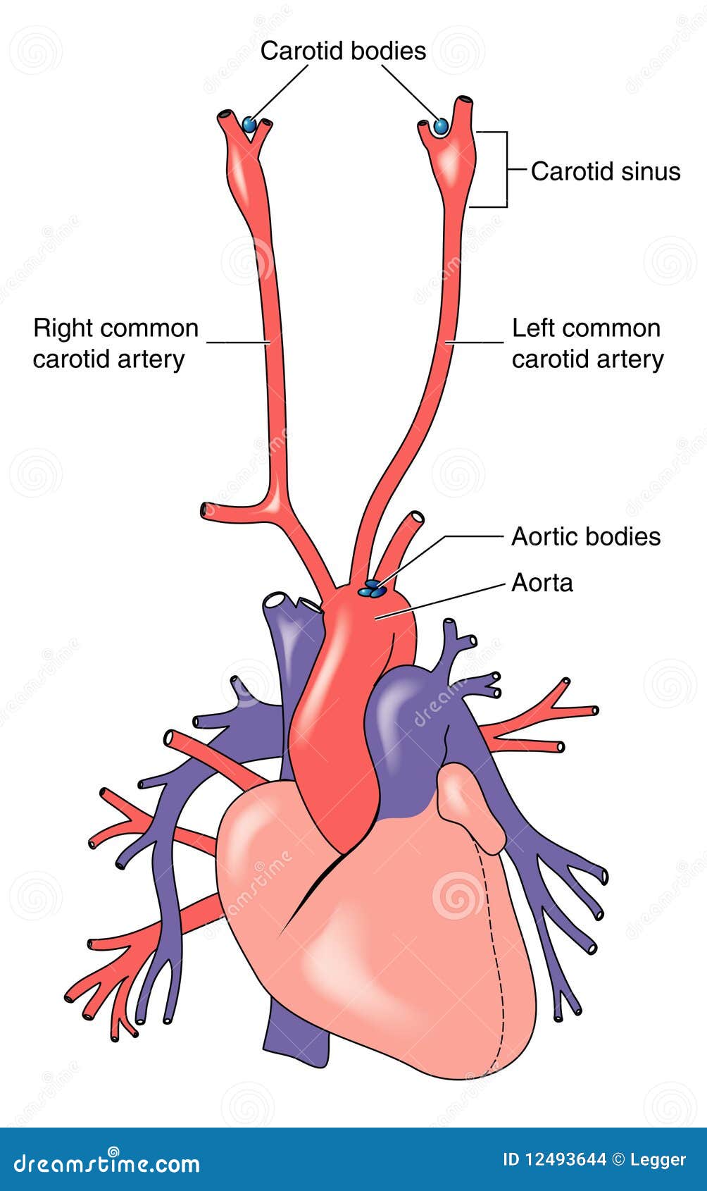 Carotid And Aortic Bodies Stock Vector Illustration Of Medical 12493644