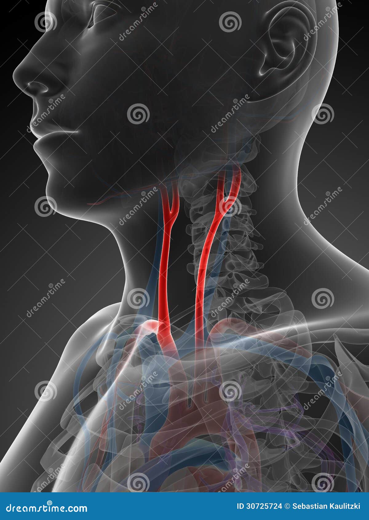Carotid Artery Cartoon Vector | CartoonDealer.com #85697559