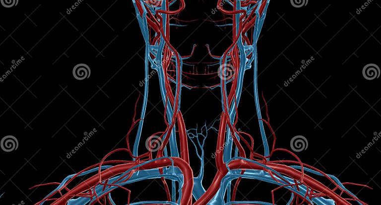 The Carotid Sheath Contains the Common and Internal Carotid Arteries ... The Carotid Sheath Contains the Common and Internal Carotid Arteries ...