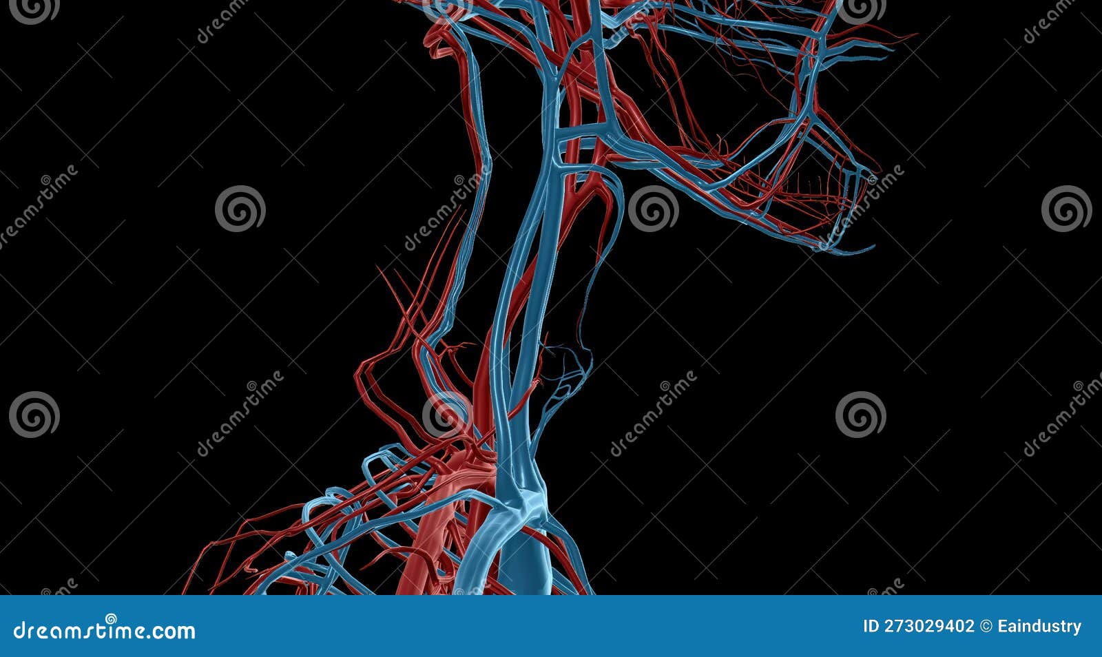 The Carotid Sheath Contains the Common and Internal Carotid Arteries ... The Carotid Sheath Contains the Common and Internal Carotid Arteries ...