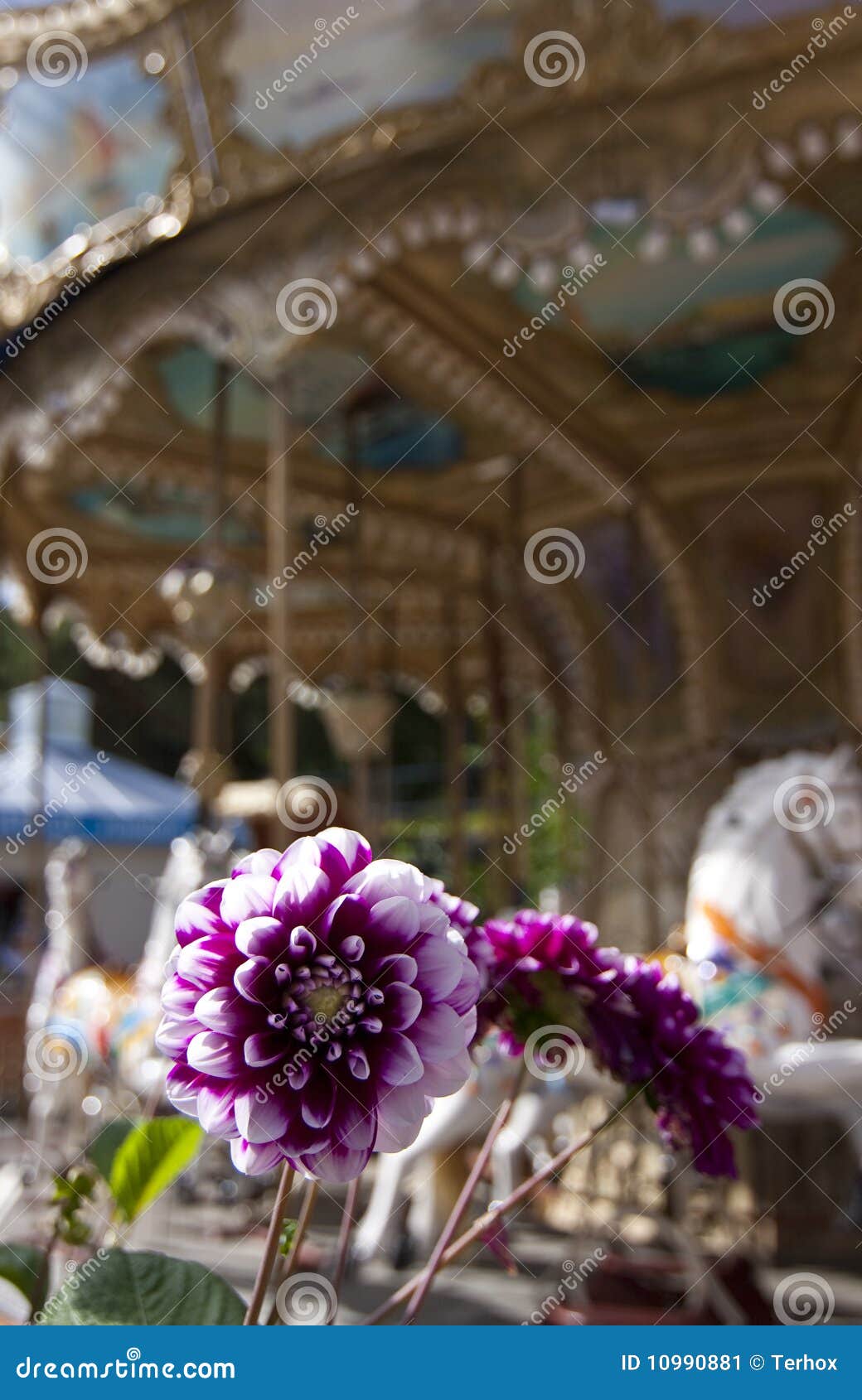 Carousel and flowers stock image. Image of attraction - 10990881